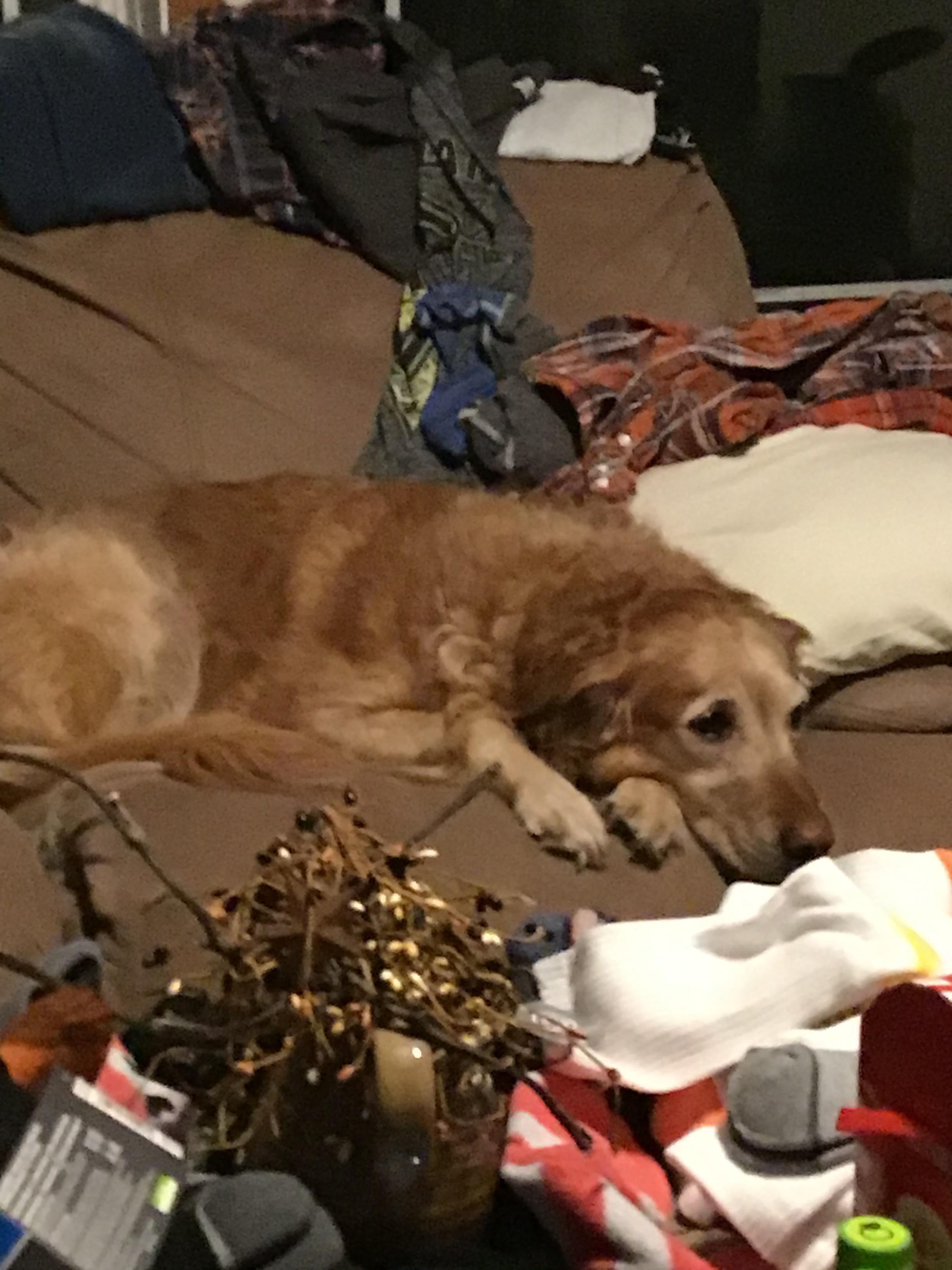 Meat Sophie mutt | Scrolller