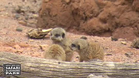 Meerkat Pups | Scrolller
