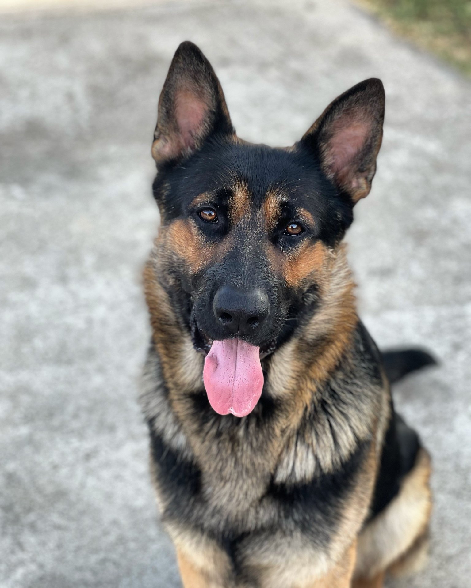 Meet Adolph, my new rescue☺ | Scrolller