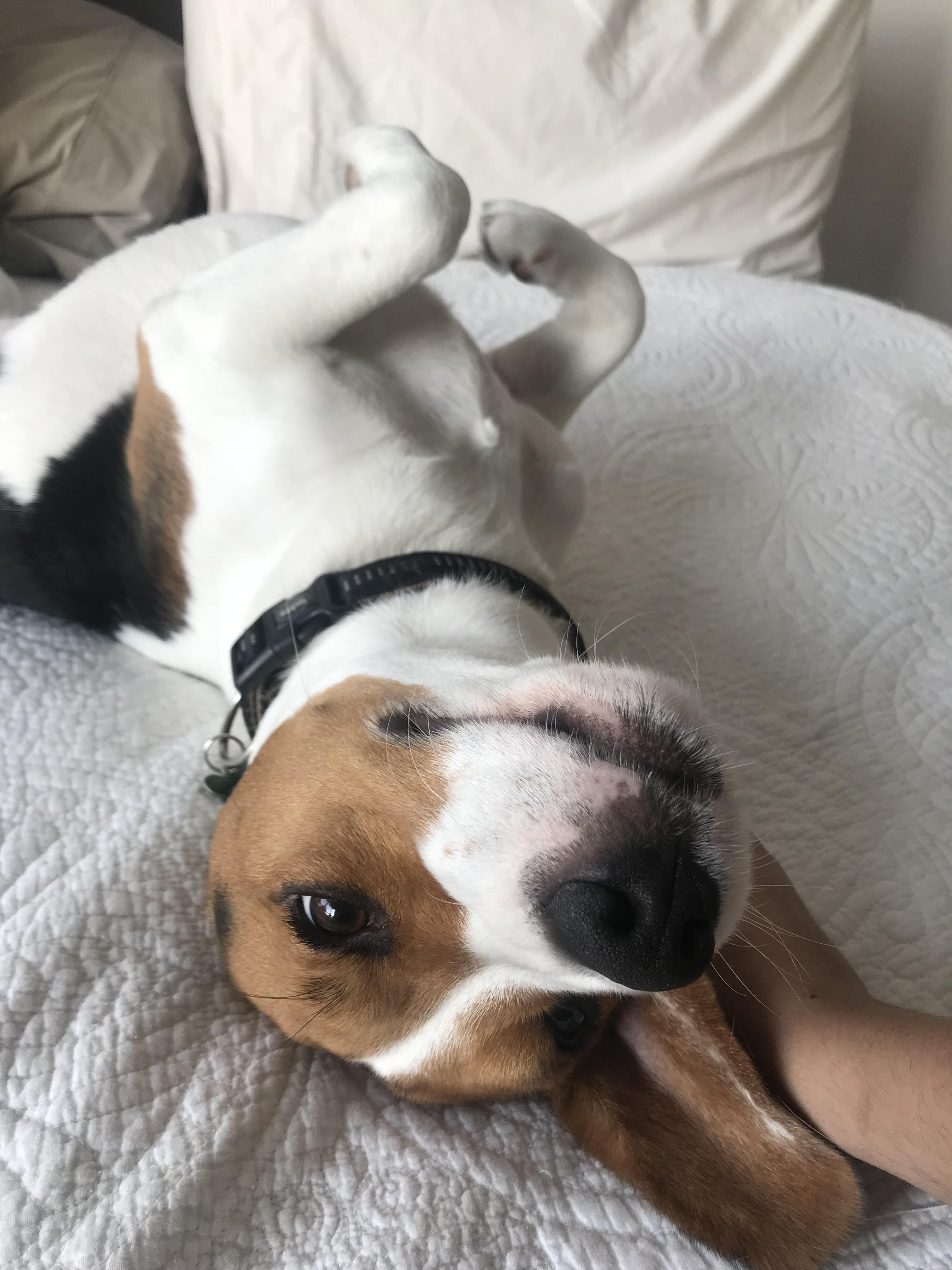 Meet Andy, an absolute rascal | Scrolller