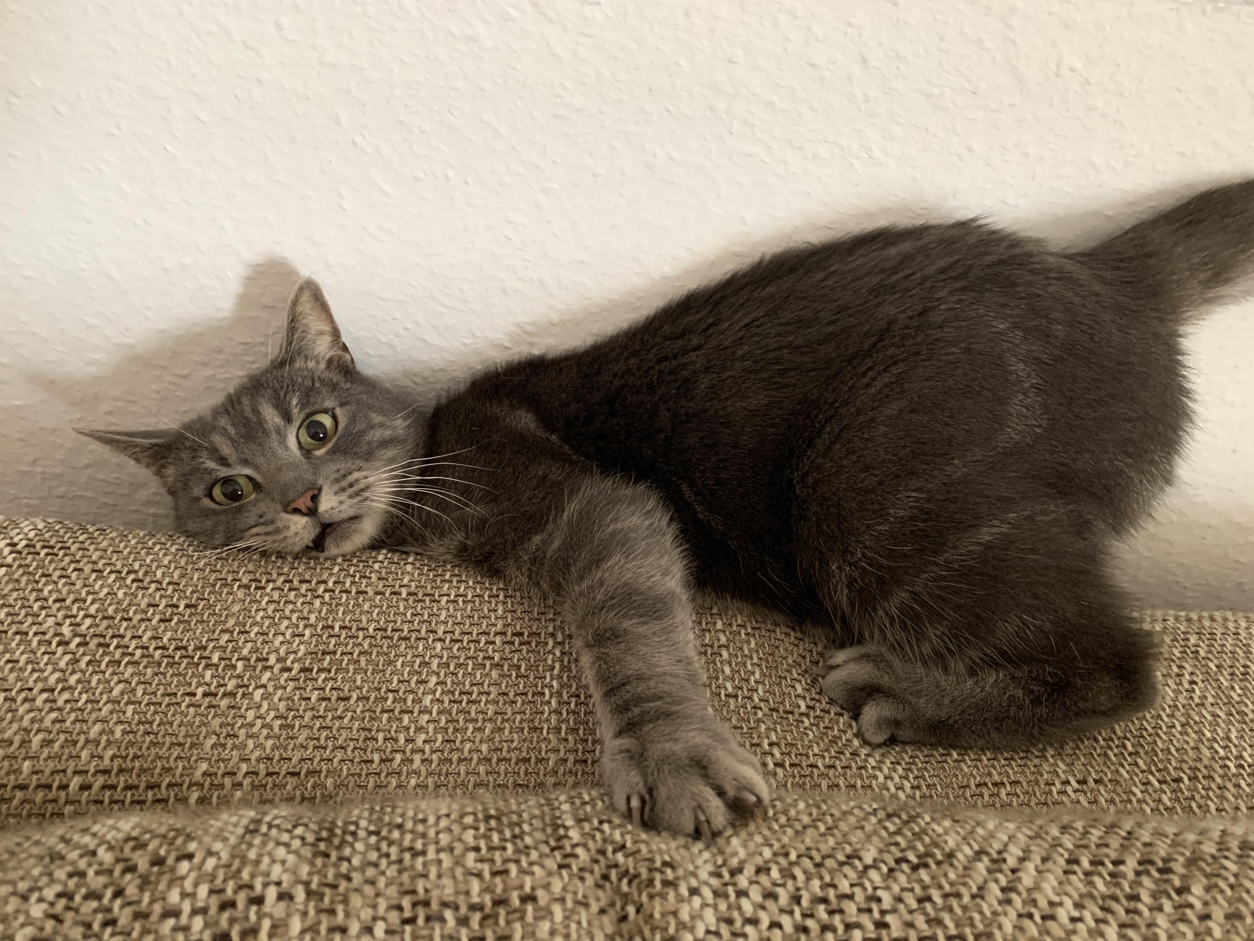 Meet Arnold | Scrolller