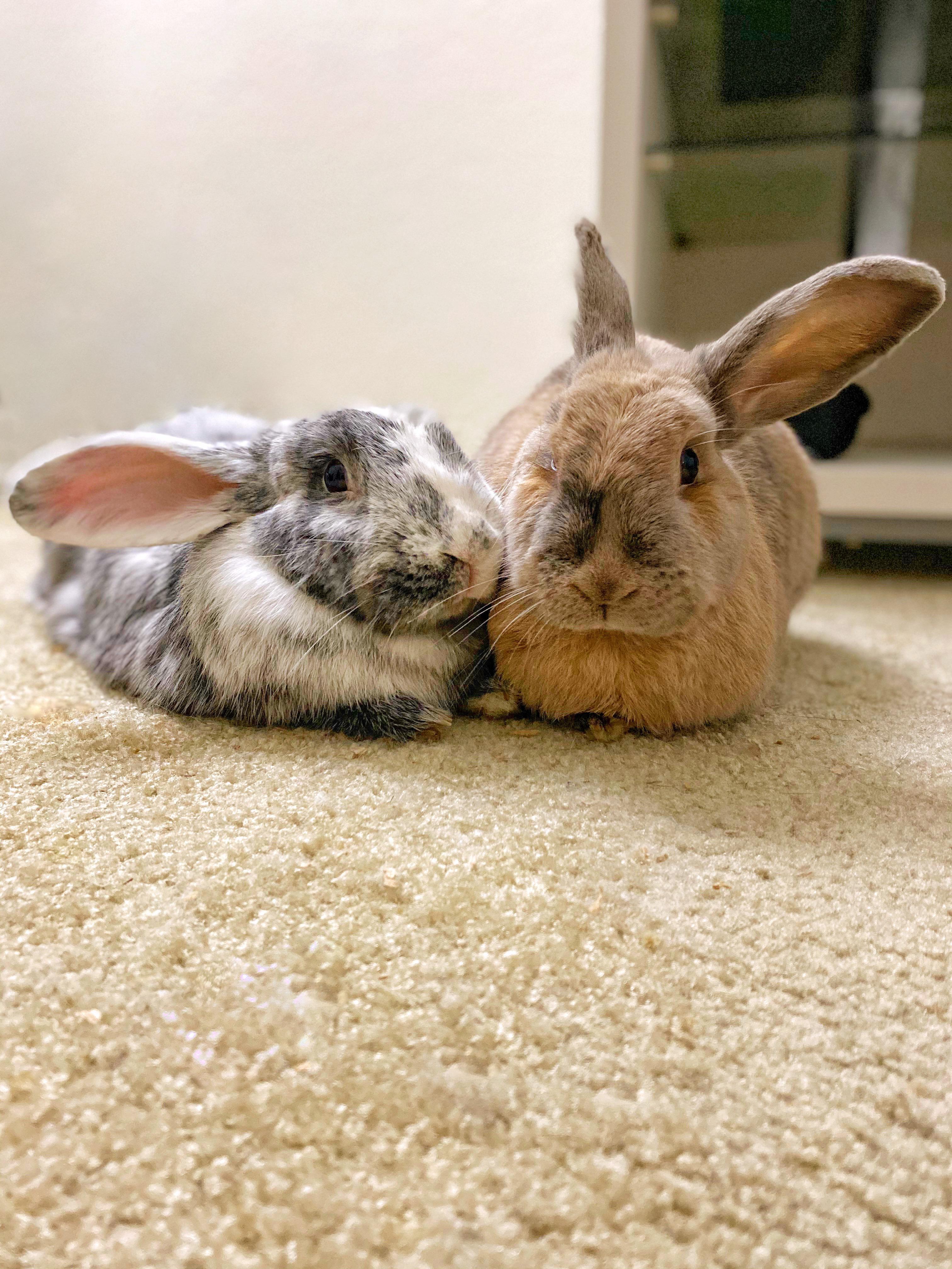 Meet Asterlix and Oberlix, two loving sisters who always cuddle | Scrolller