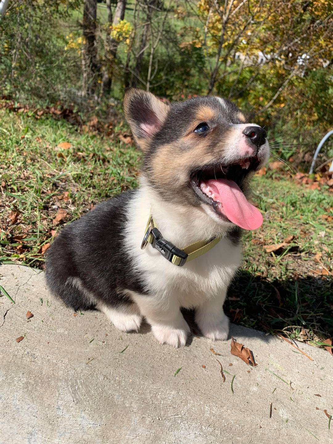 Meet Barney! :) | Scrolller