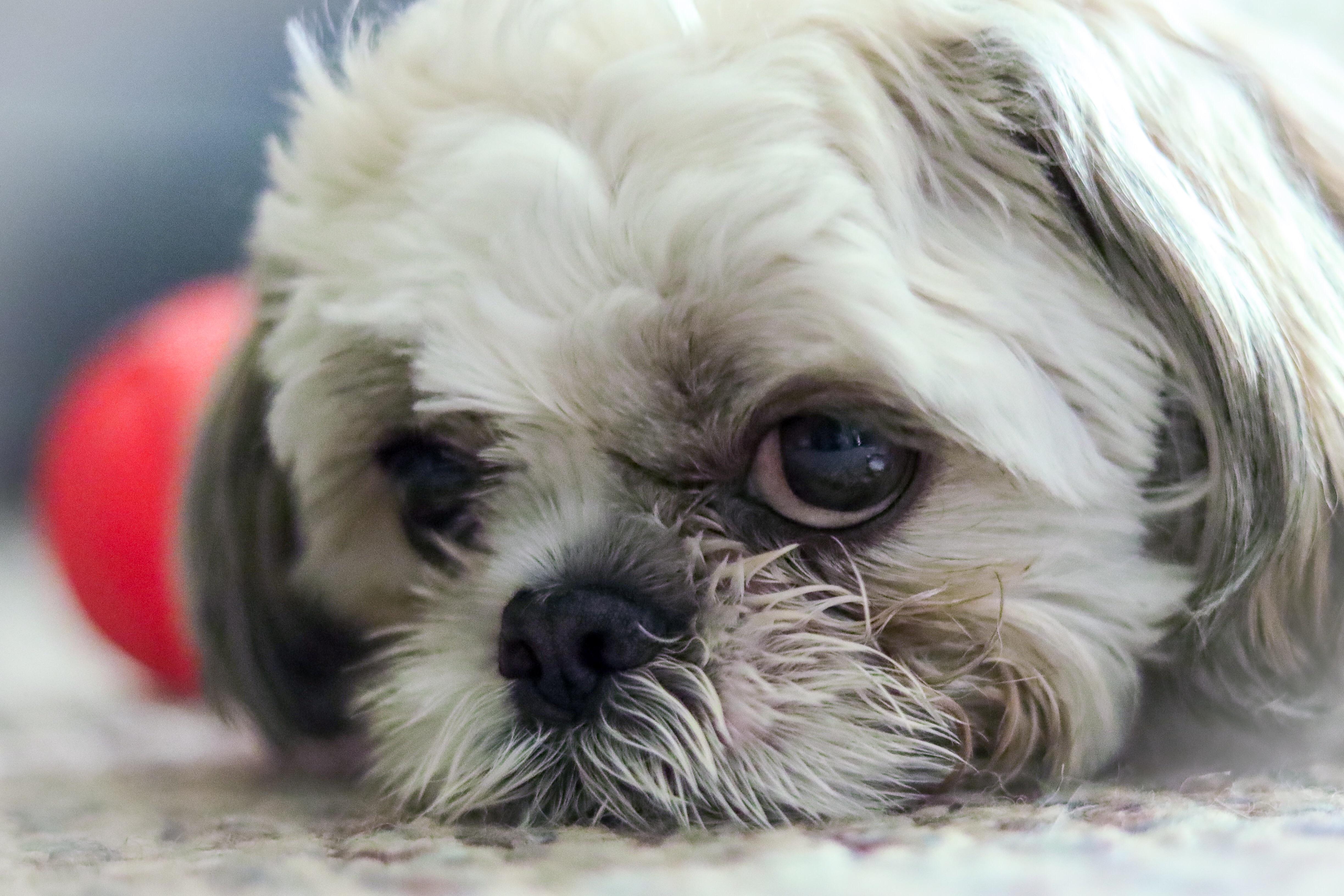 Meet Barney | Scrolller