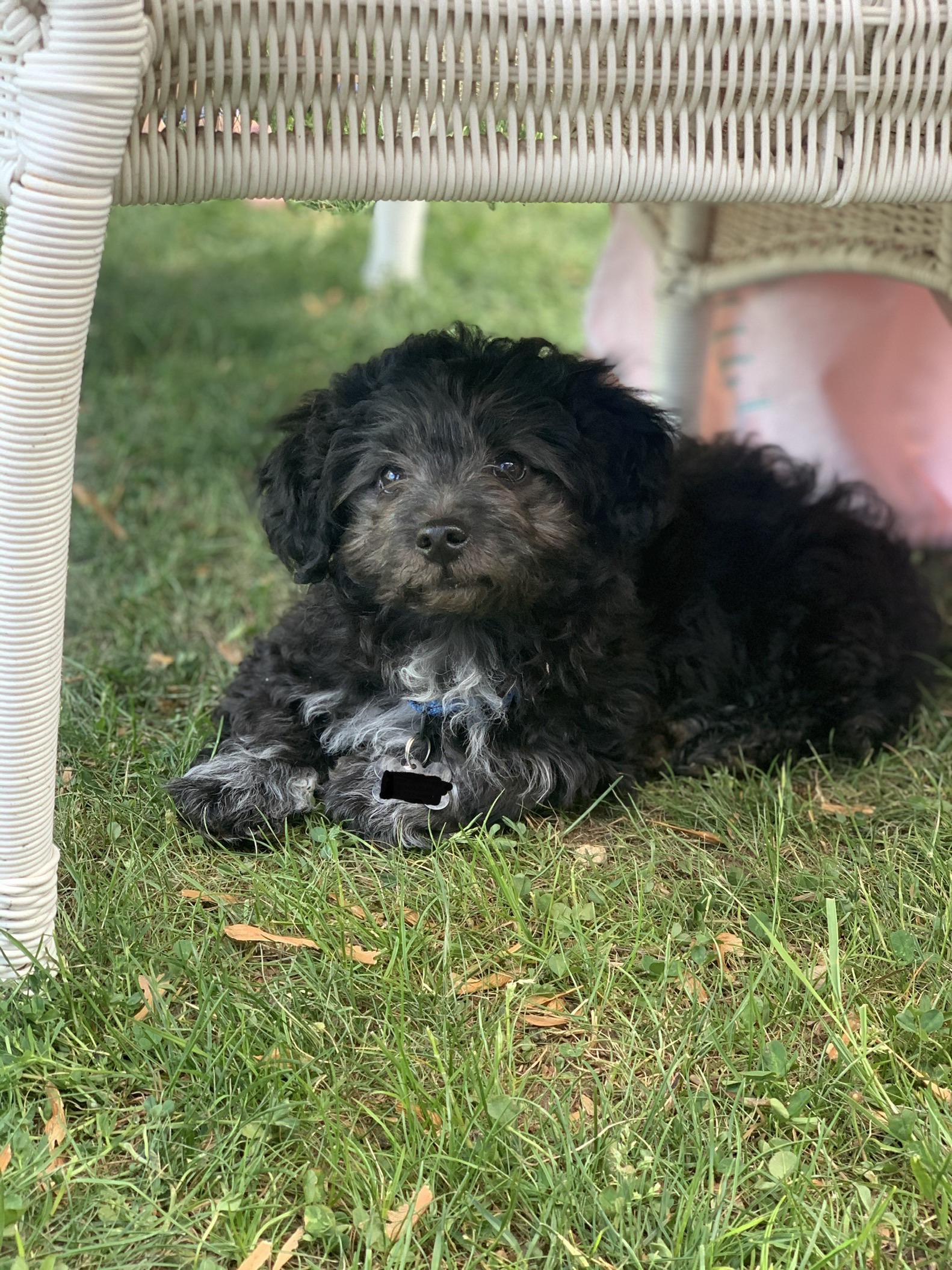 Meet Bean, our new pup! (Again) | Scrolller