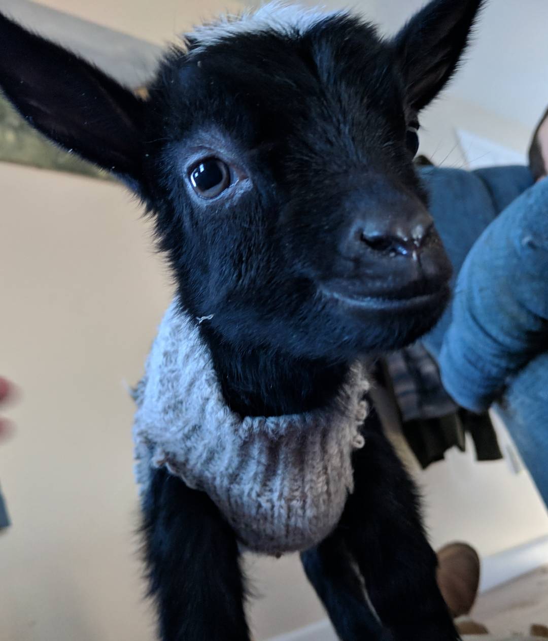 Meet Beans 😍🐐 | Scrolller