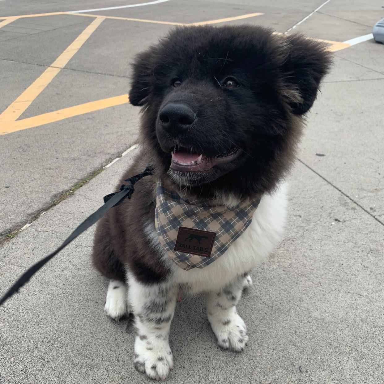 Meet bear boy, Hiro! | Scrolller