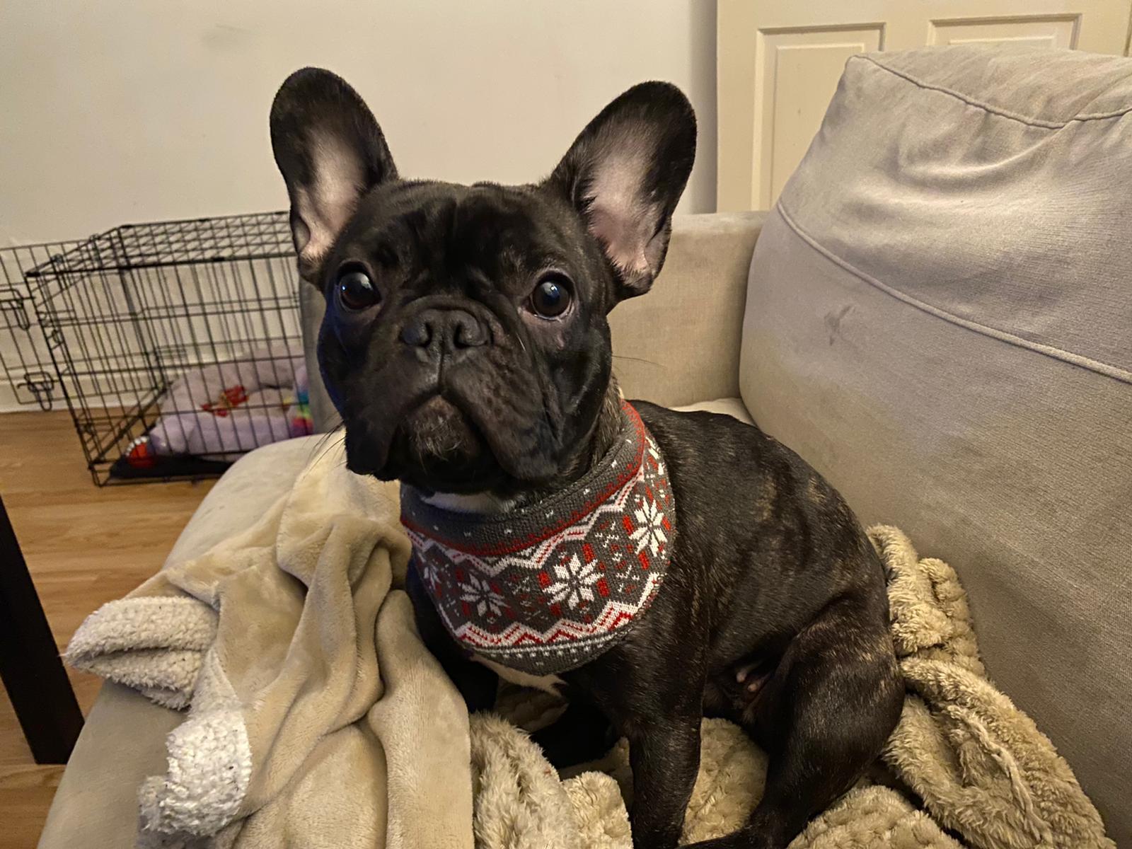 Meet Bella | Scrolller