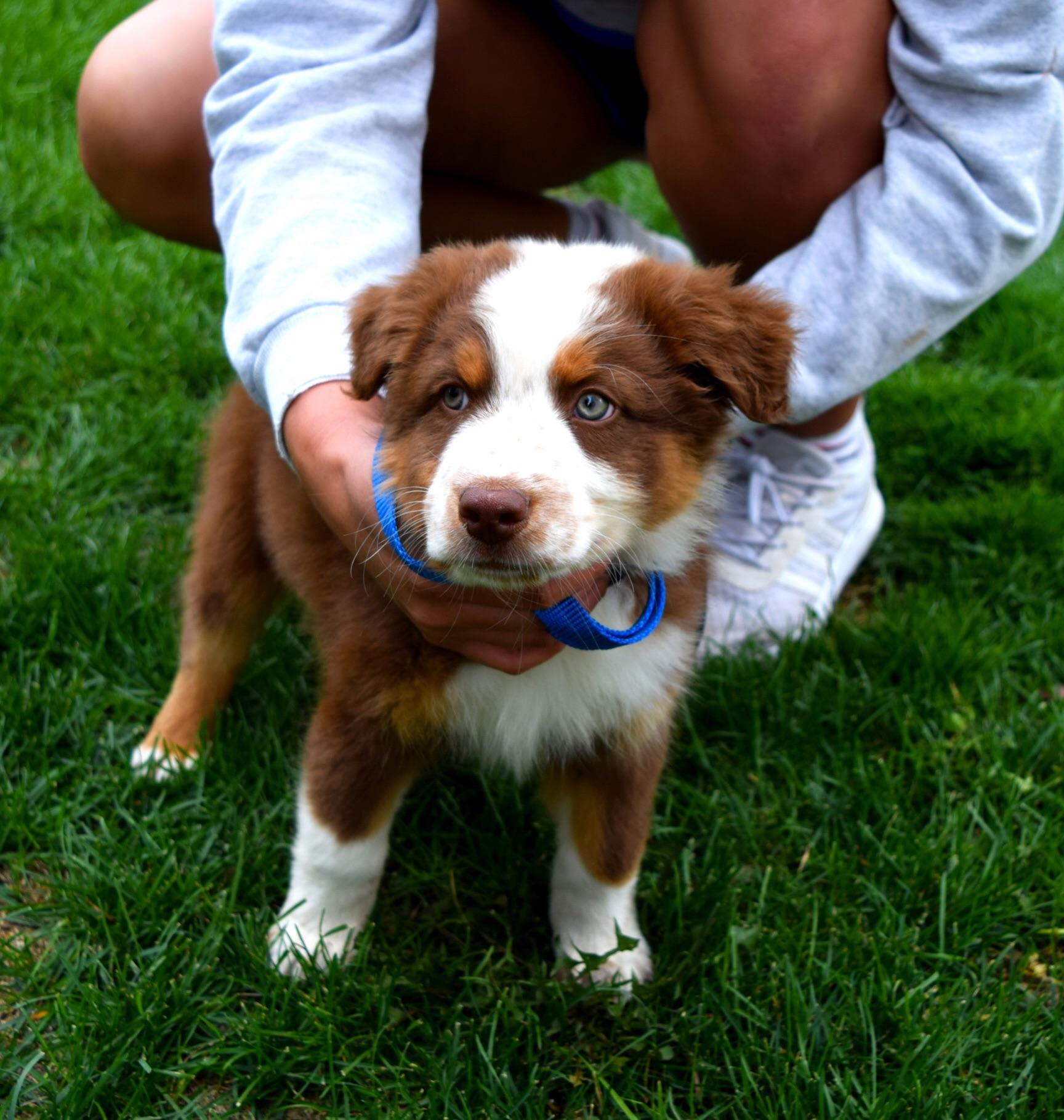 Meet Benji! 9 weeks yesterday!! | Scrolller