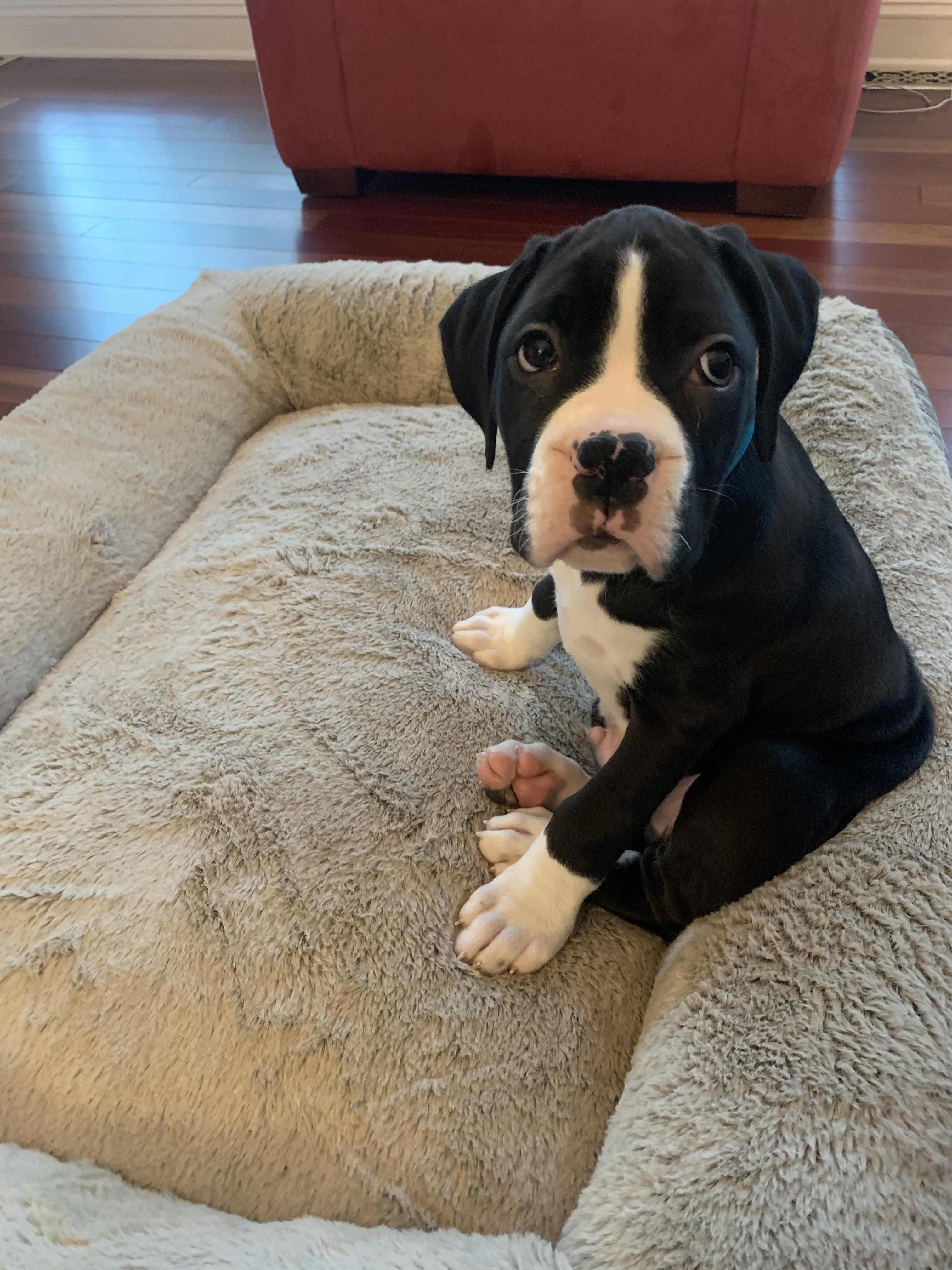 Meet Billy eight weeks old | Scrolller