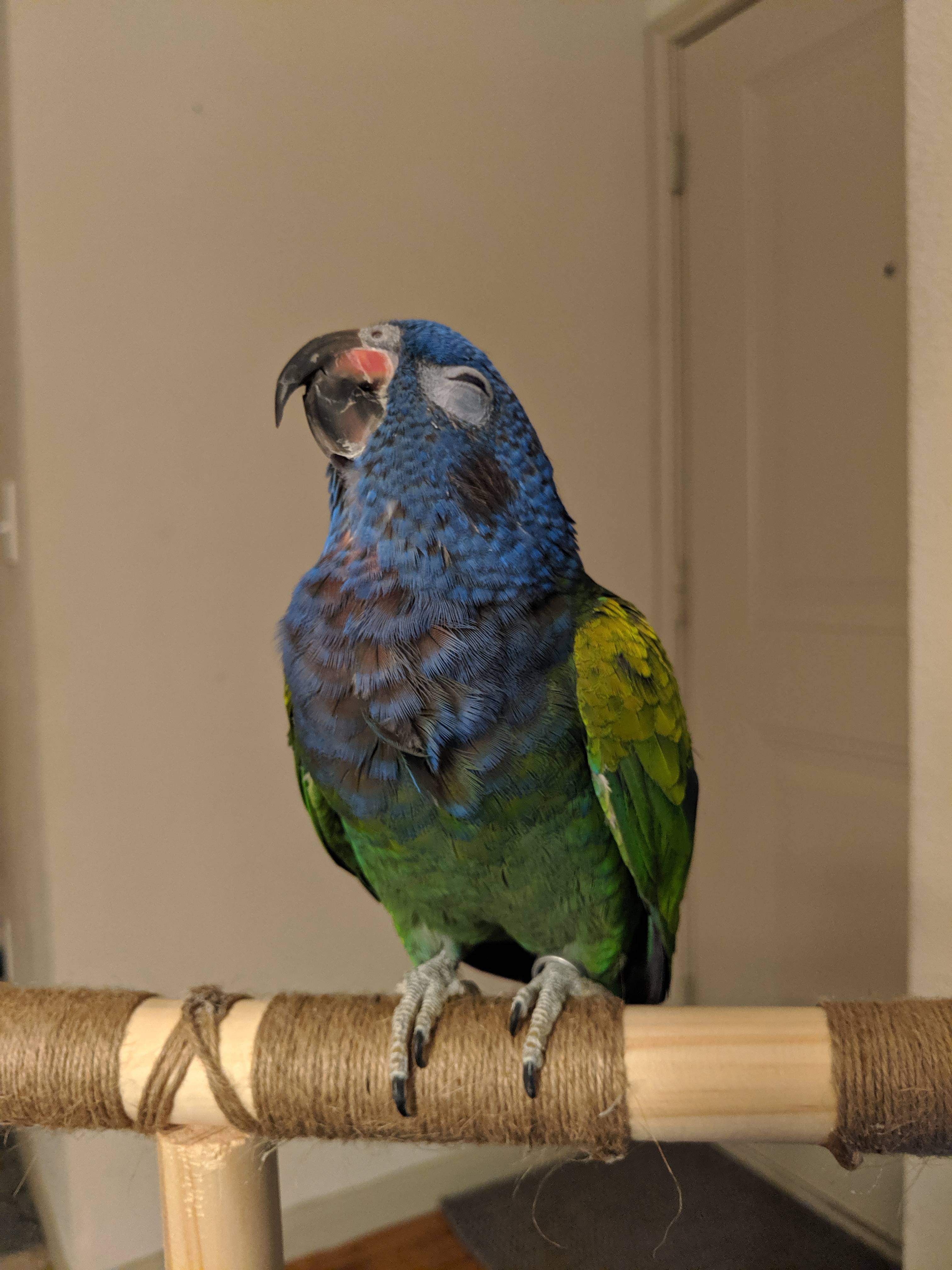 Meet Blueberry 😊 | Scrolller