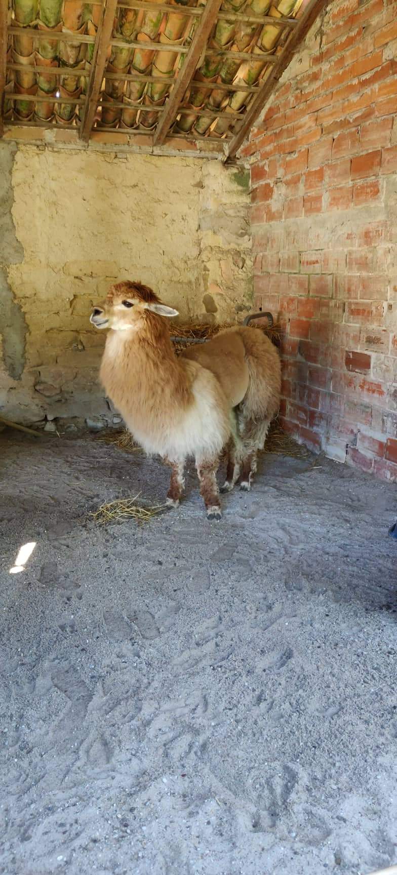 Meet Bruno! | Scrolller