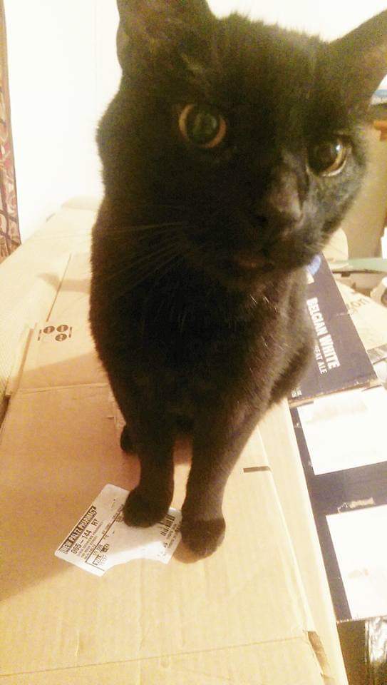 Meet Cat, my pretty boy. | Scrolller