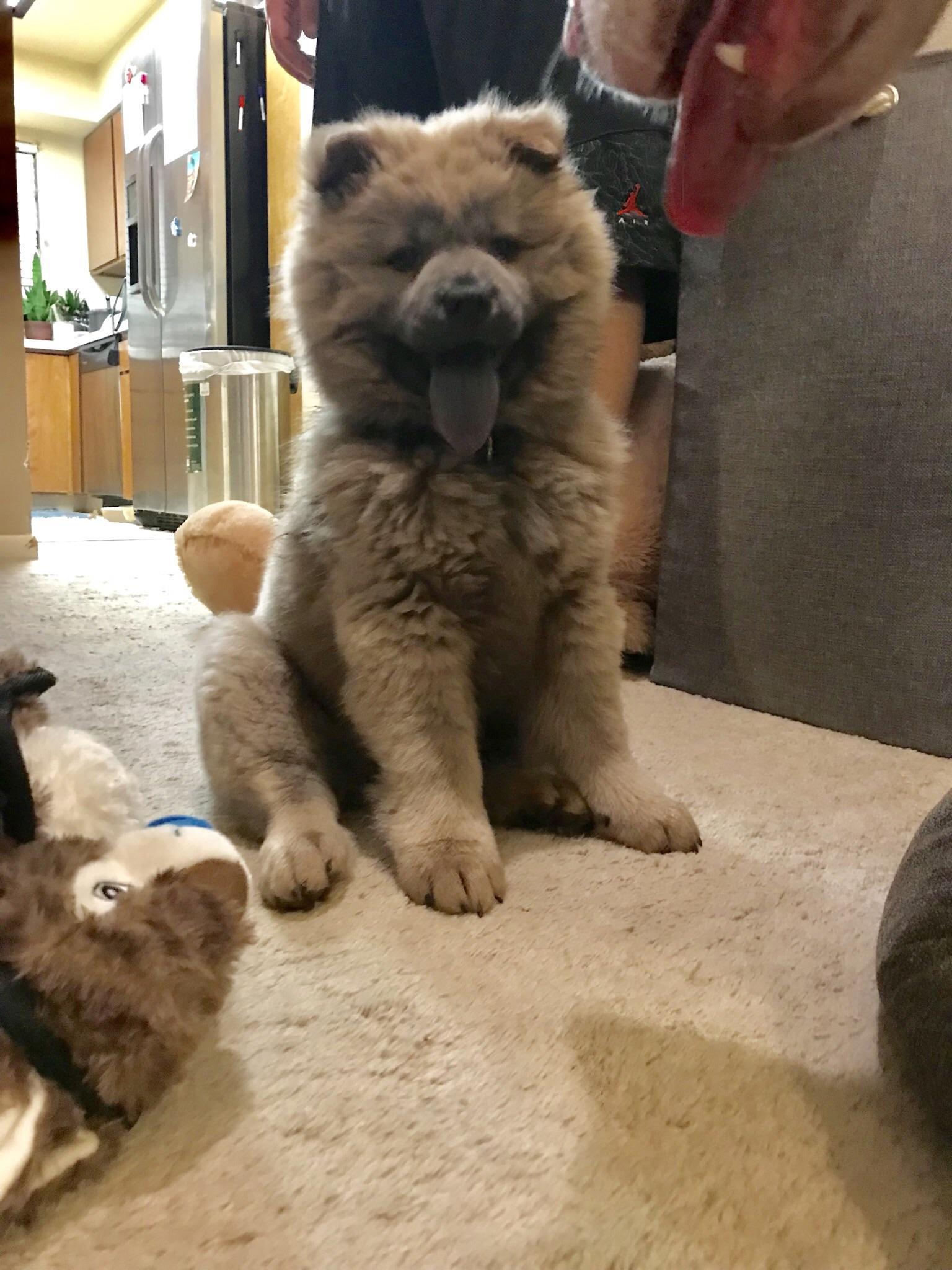 Meet Coco Bean! | Scrolller