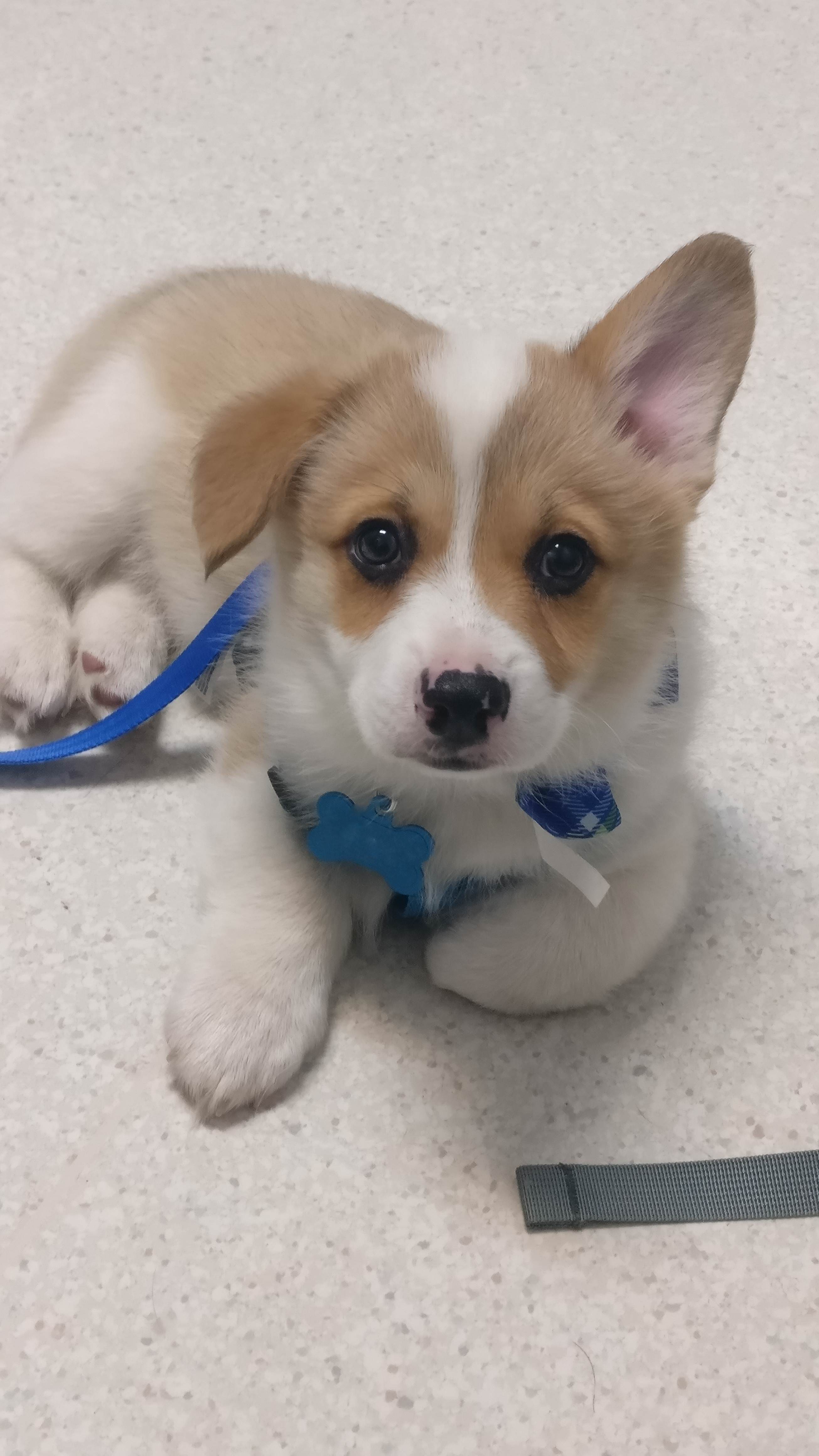 Meet Cooper! | Scrolller