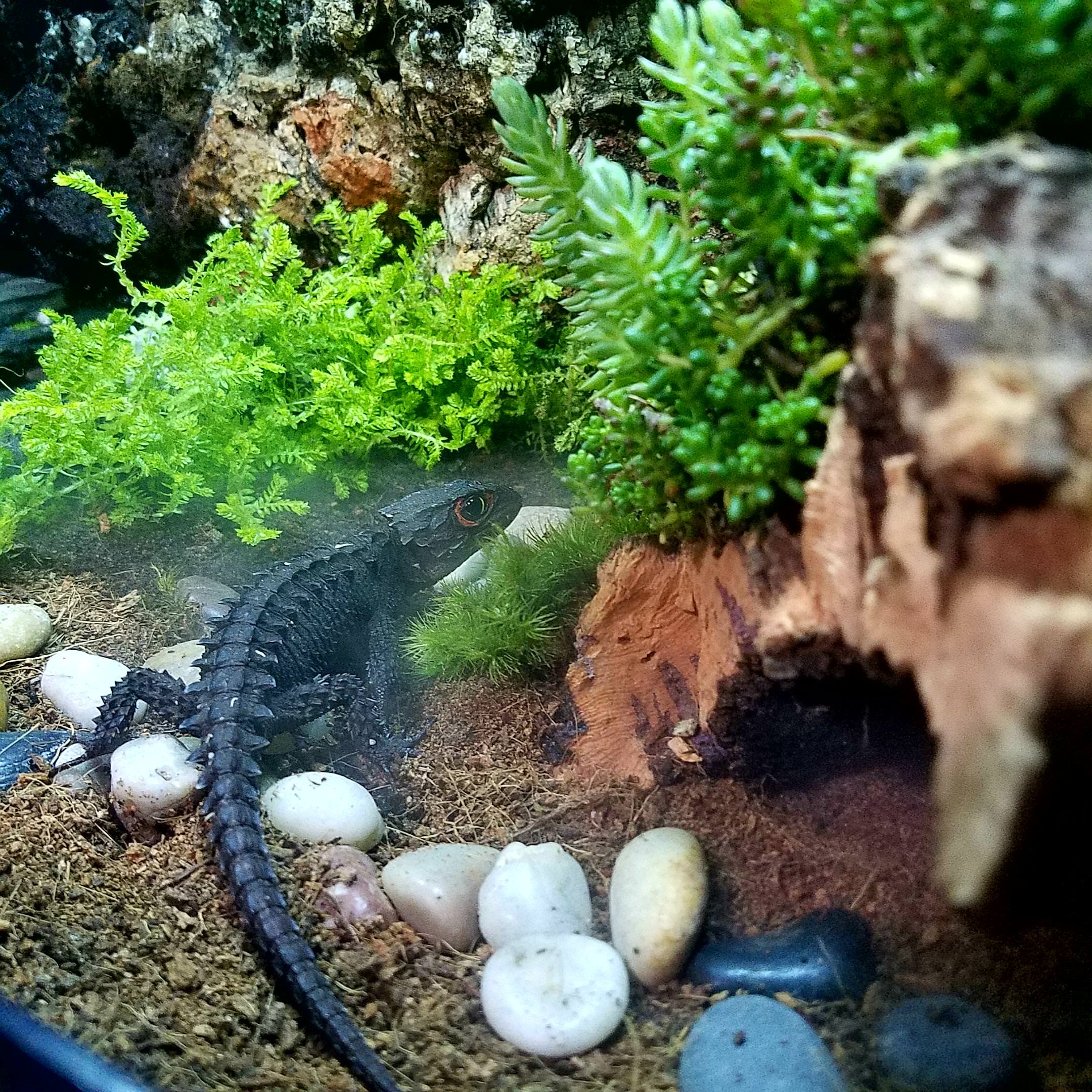 Meet Cynder! | Scrolller