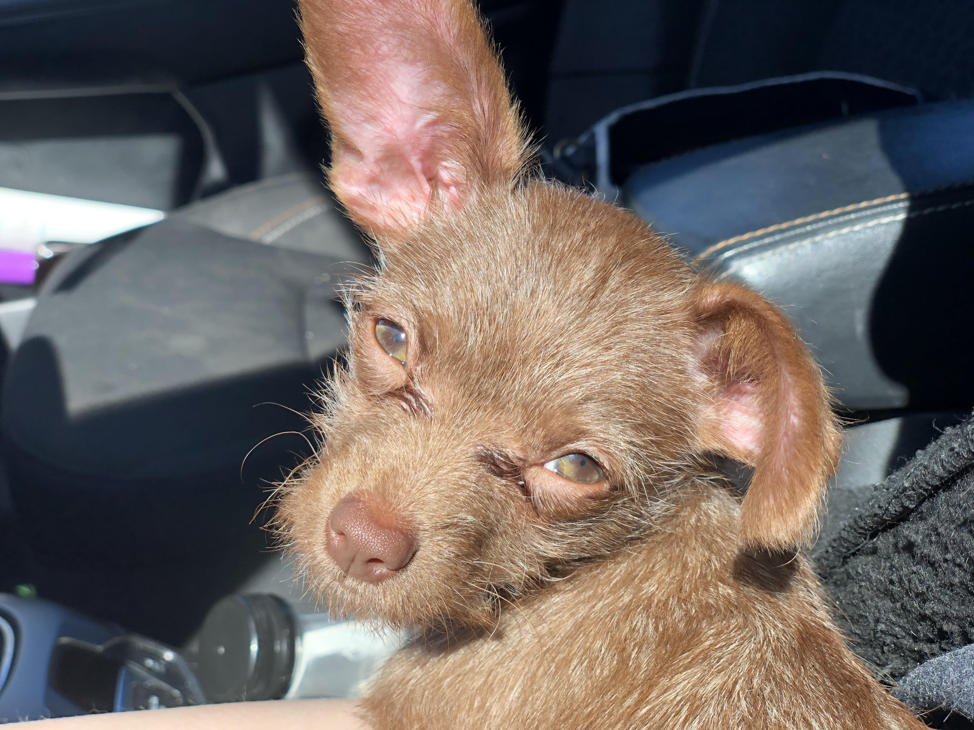 Meet Daisy Mae Scrolller