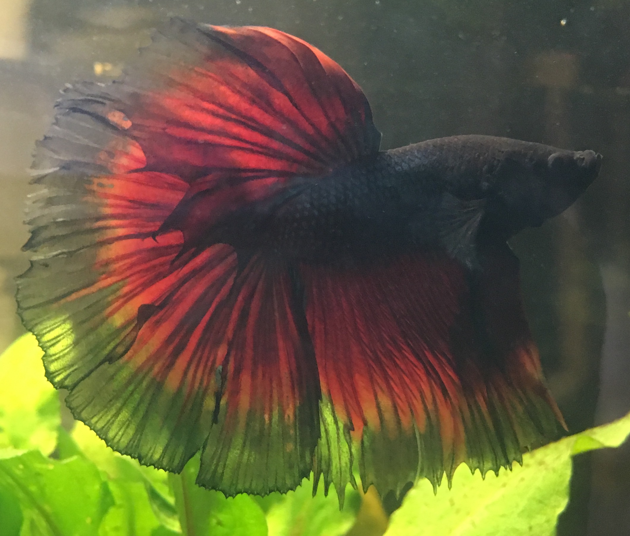 Meet Diablo :) | Scrolller