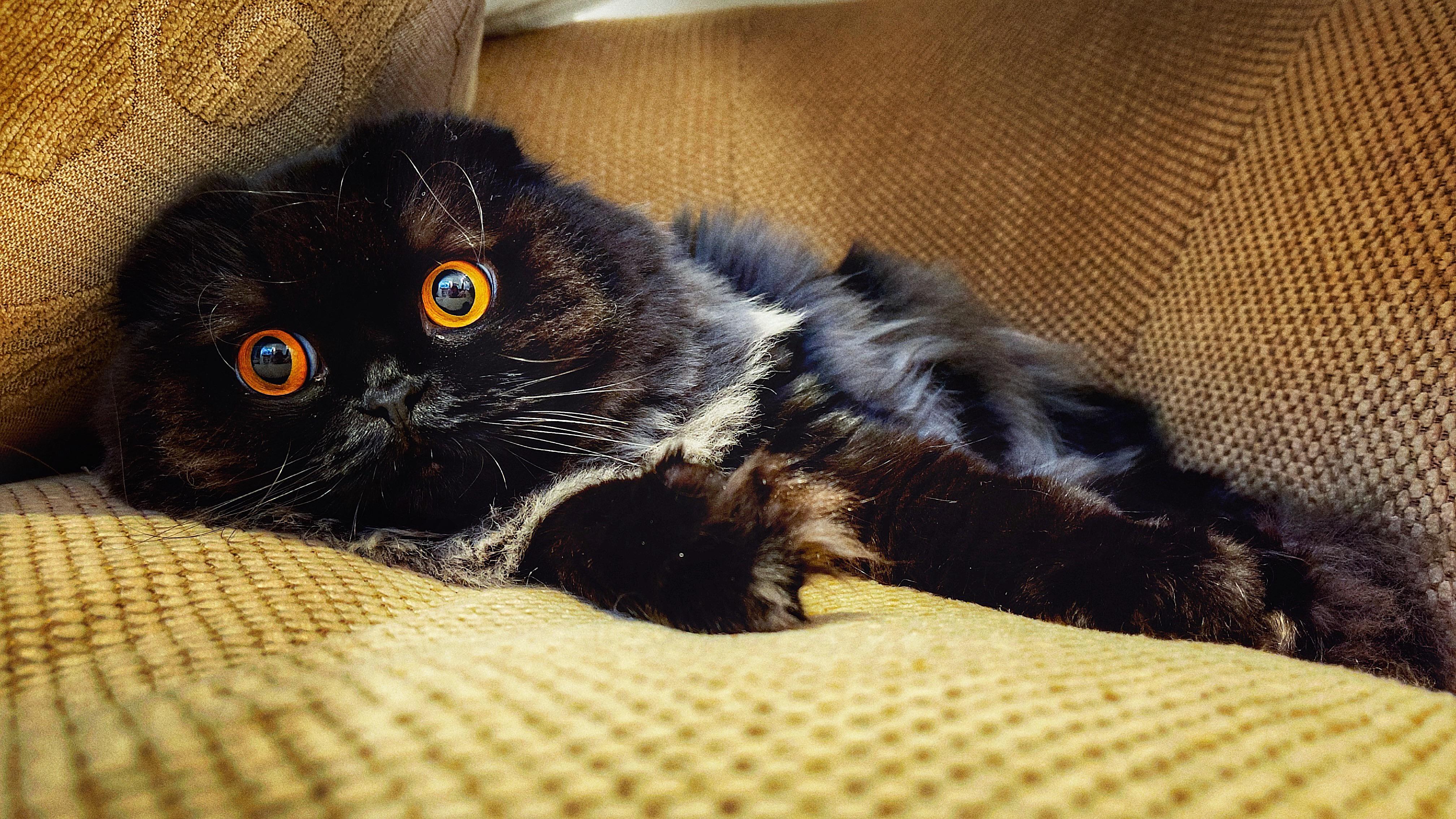 Meet Dora. 👀 | Scrolller