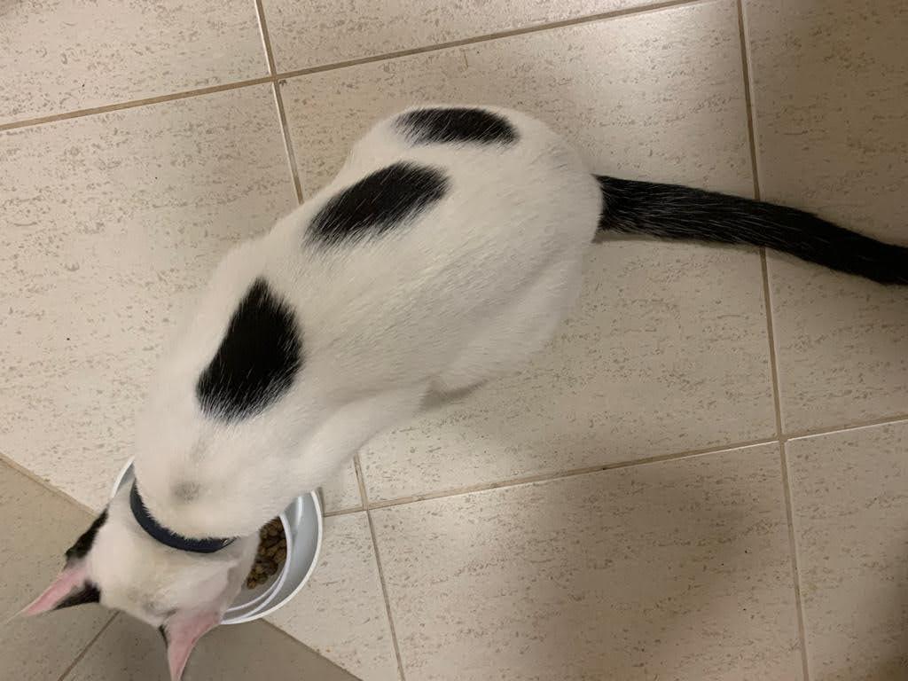 Meet Dot Dot Dot Dash. | Scrolller