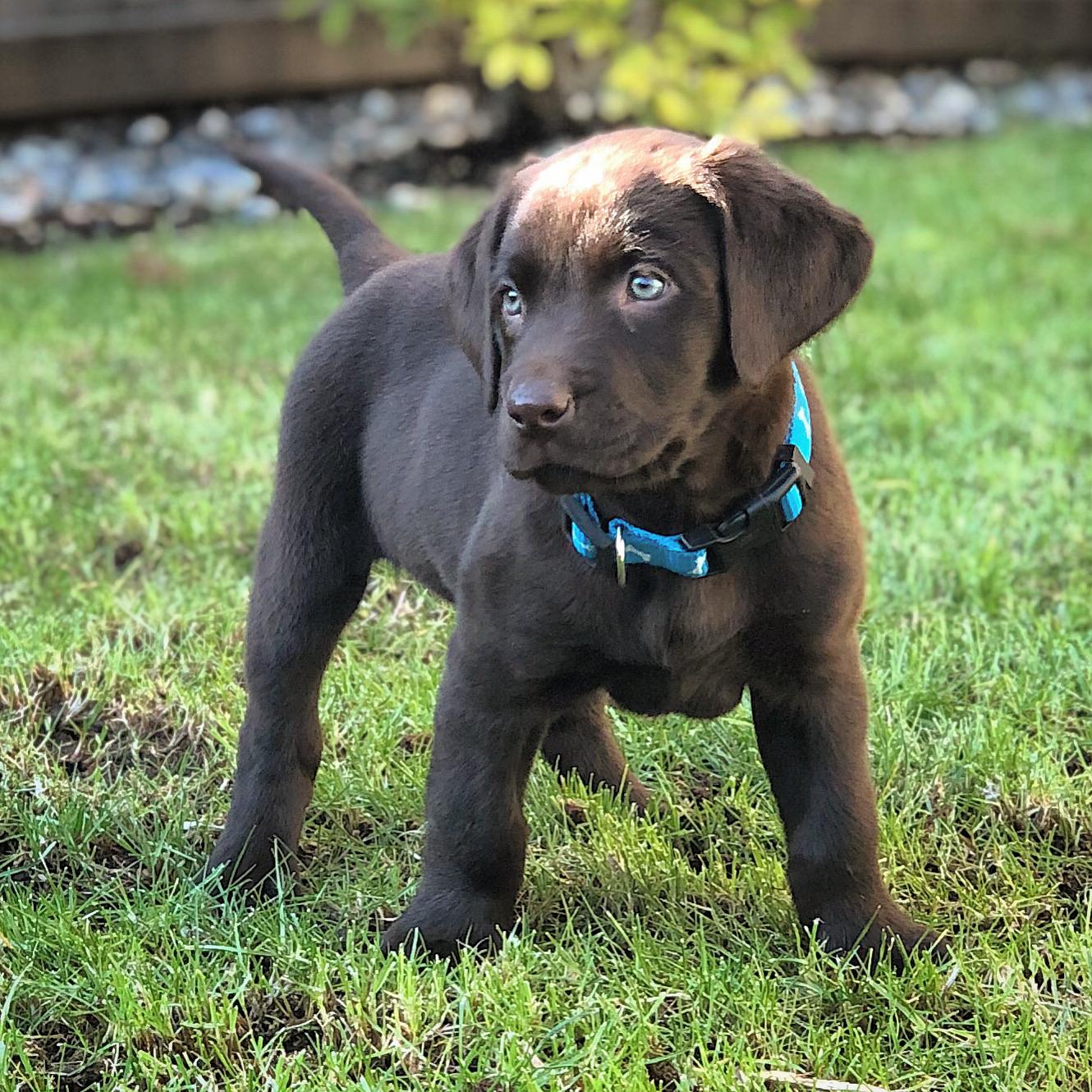 Meet Duke — 8 weeks | Scrolller