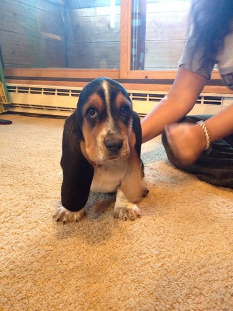 Meet Duncan our 8 week old basset hound! | Scrolller