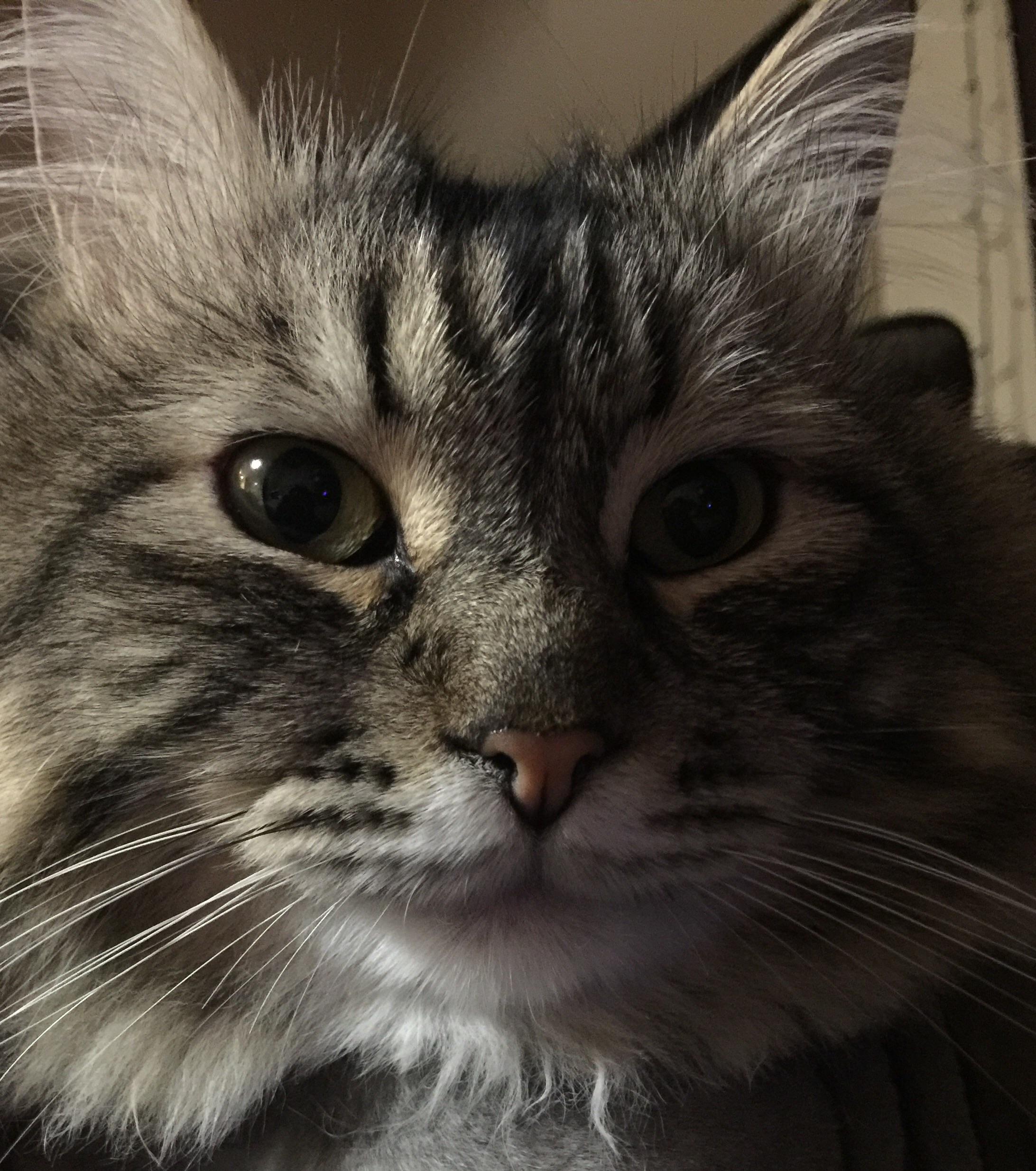 Meet Dwight! | Scrolller