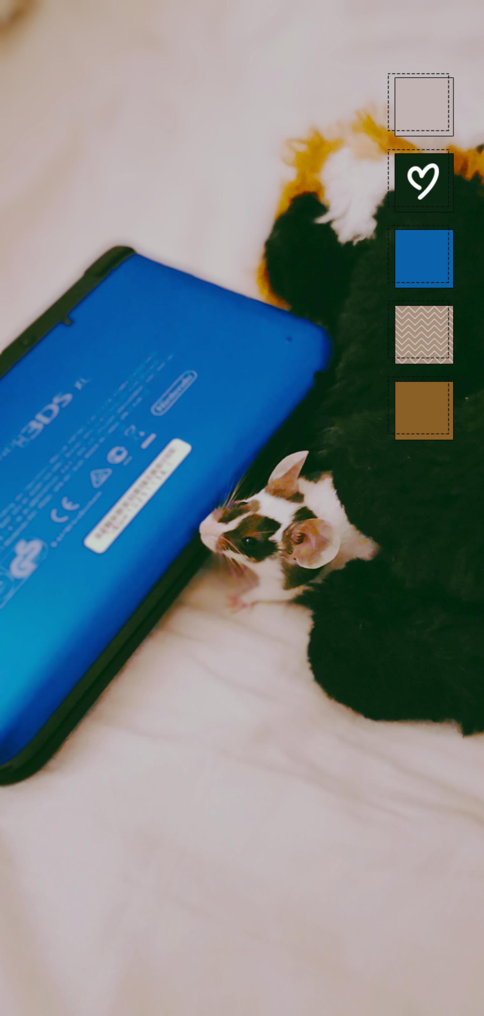 Meet Elvis💘🐭 | Scrolller