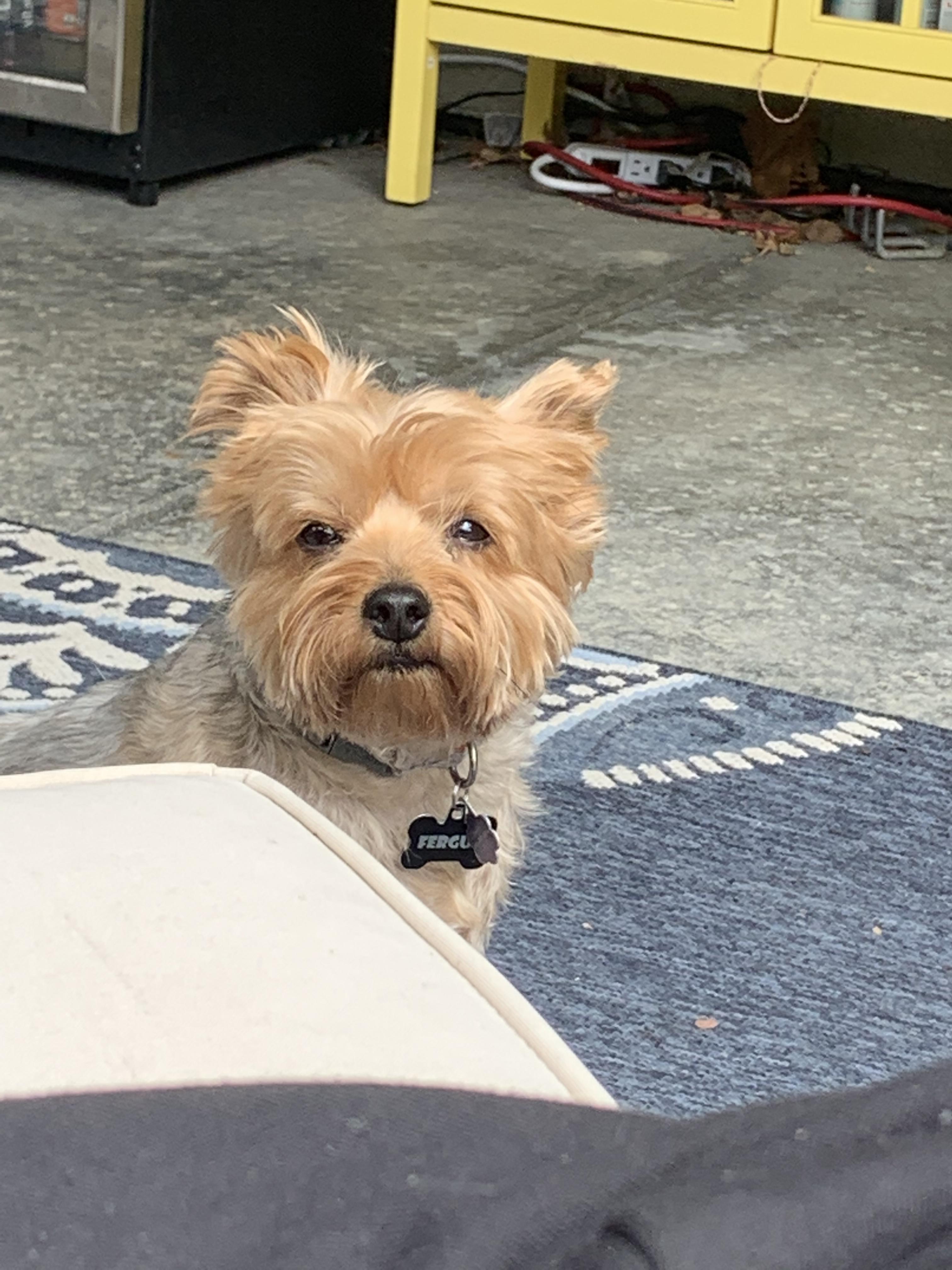 Meet Fergus | Scrolller