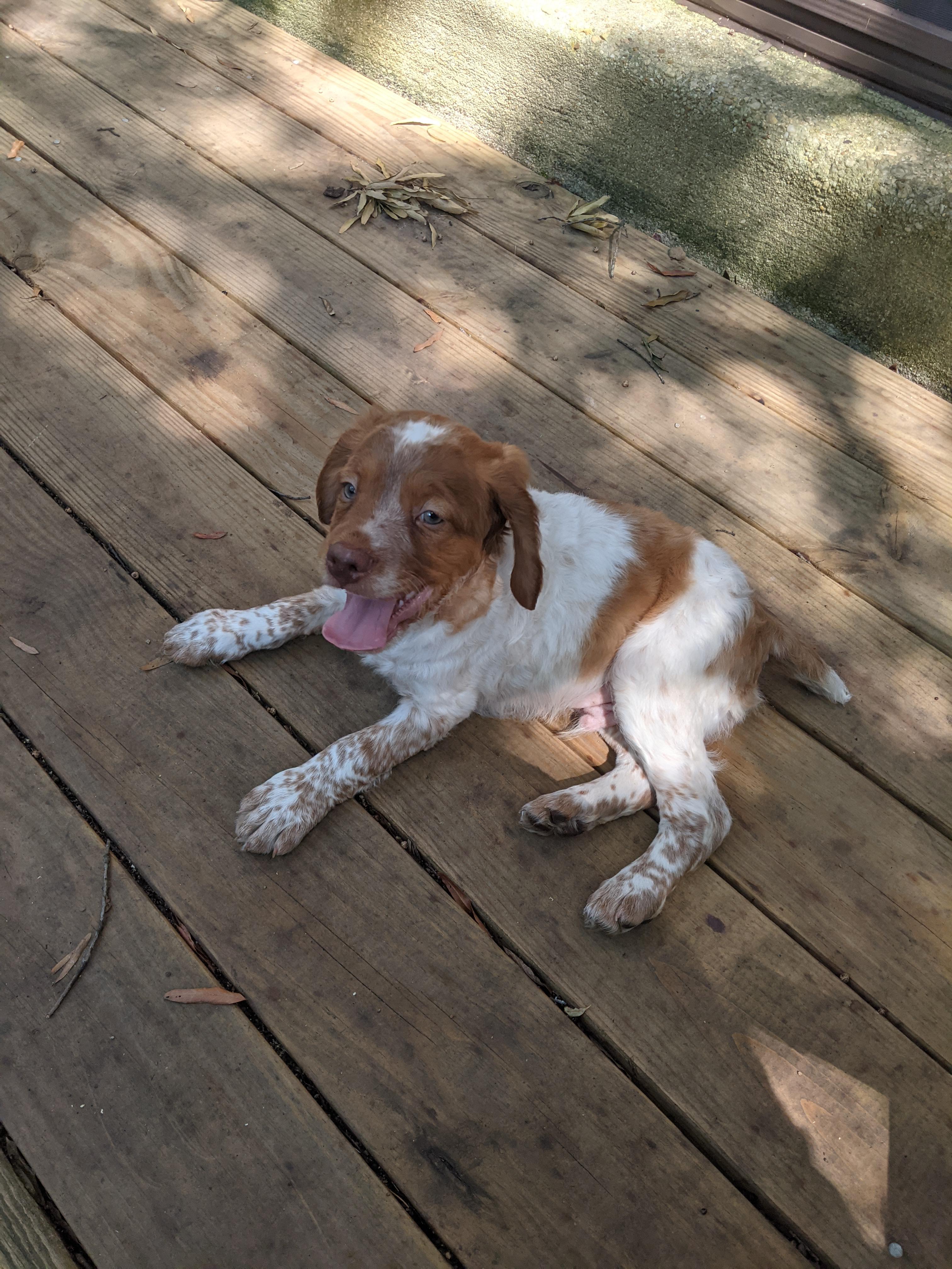 Meet Fletcher! Just over 8 weeks. | Scrolller