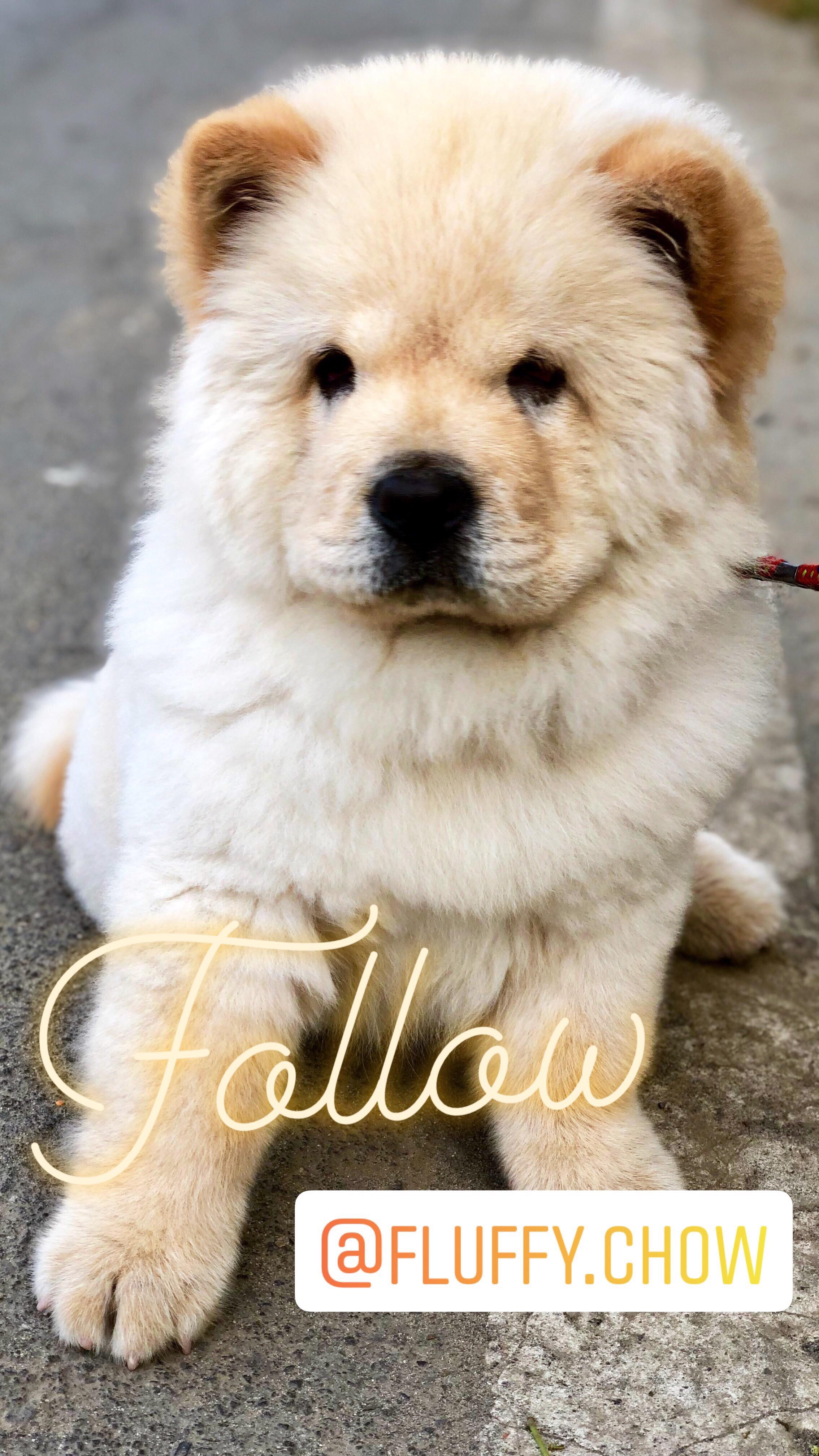 Meet Fluffy the Chow. | Scrolller
