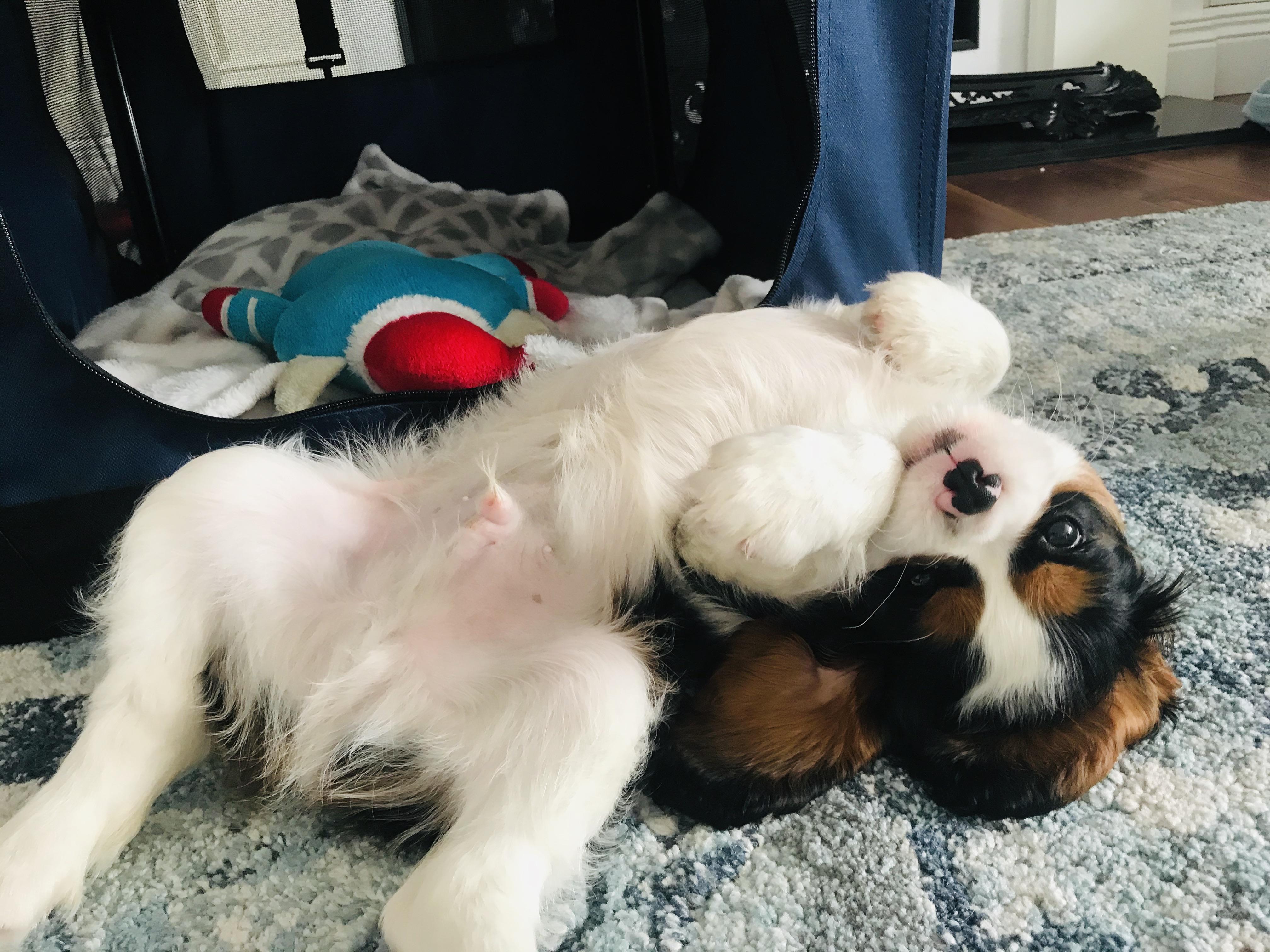 Meet George! | Scrolller