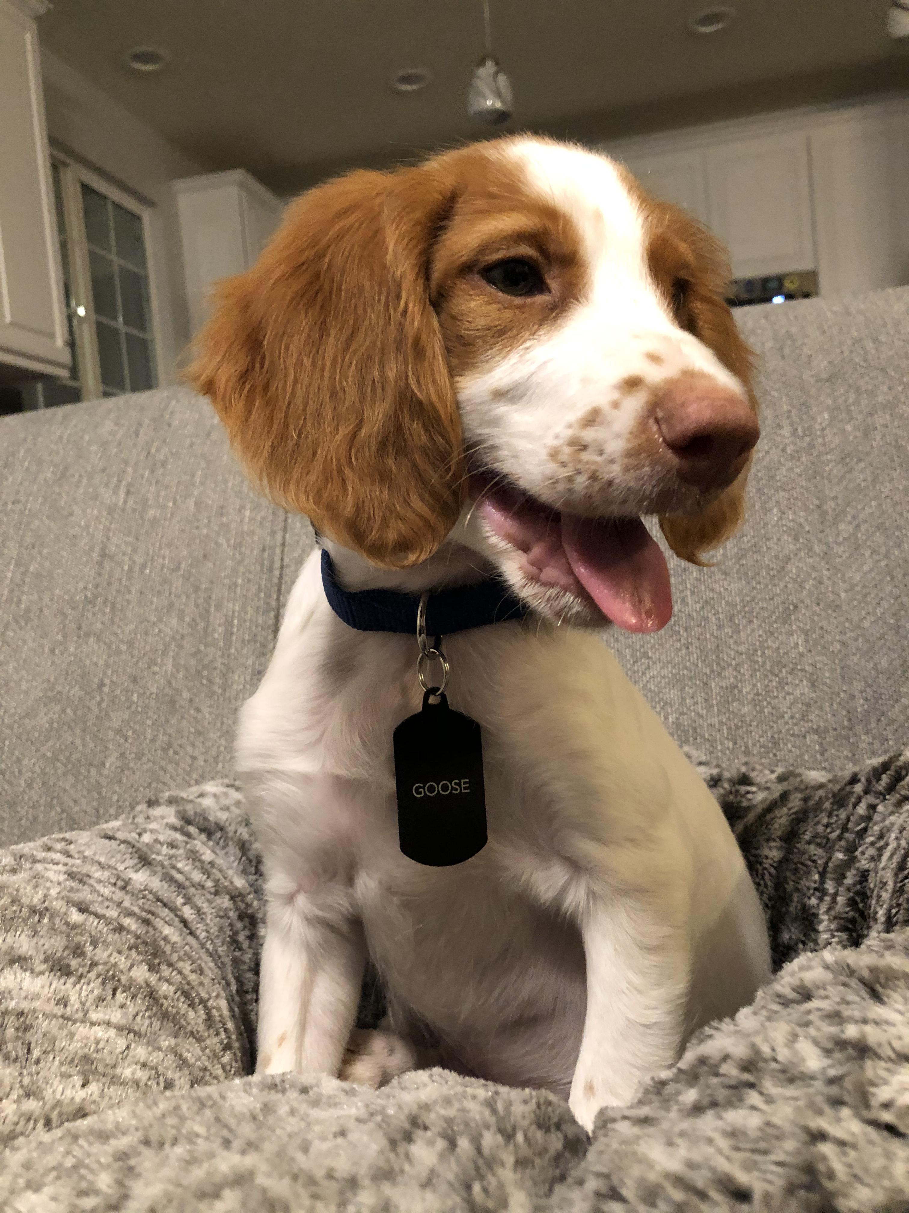 Meet Goose! First night in his furever home! | Scrolller