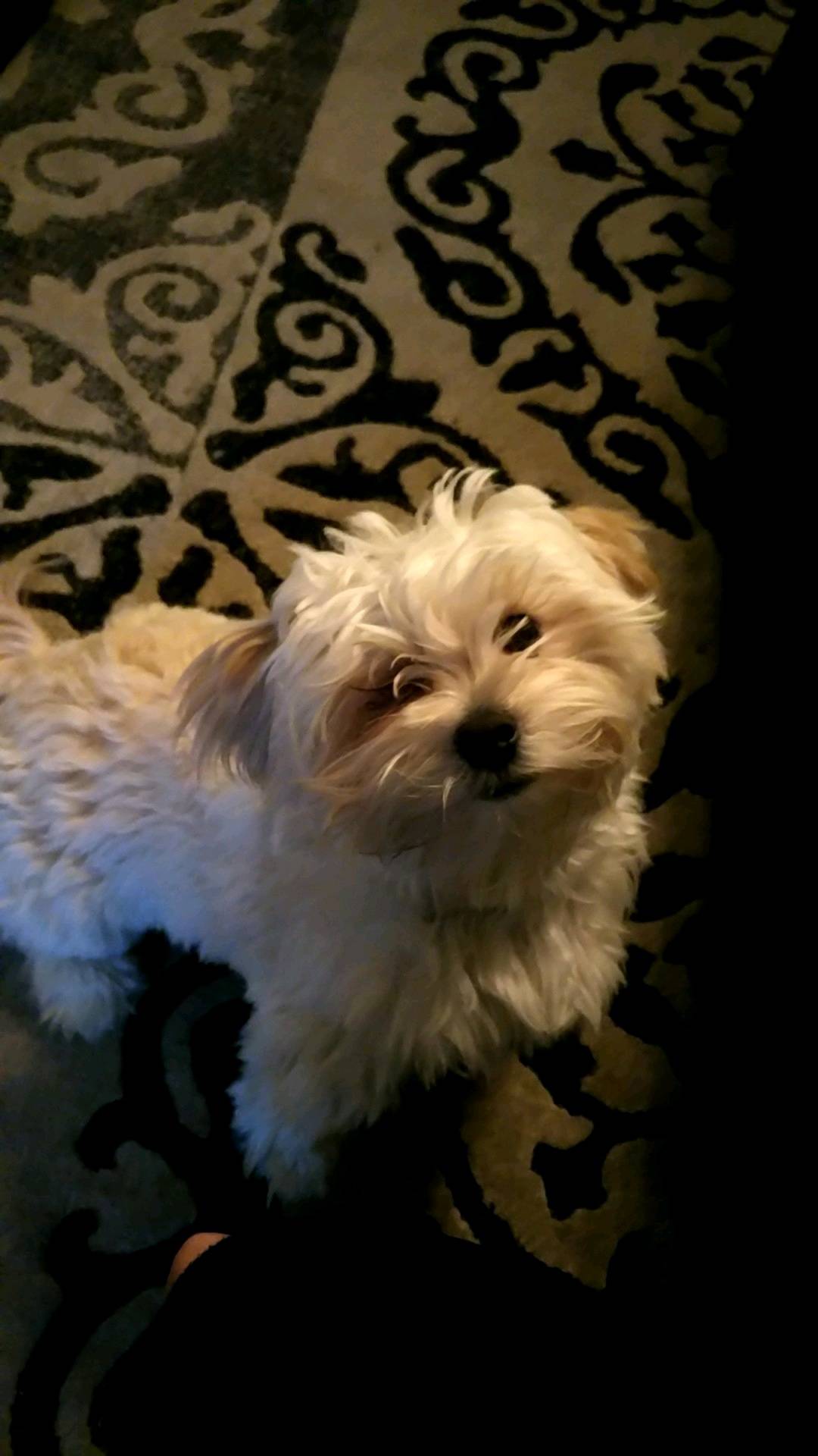 Meet Greg the Maltipoo | Scrolller