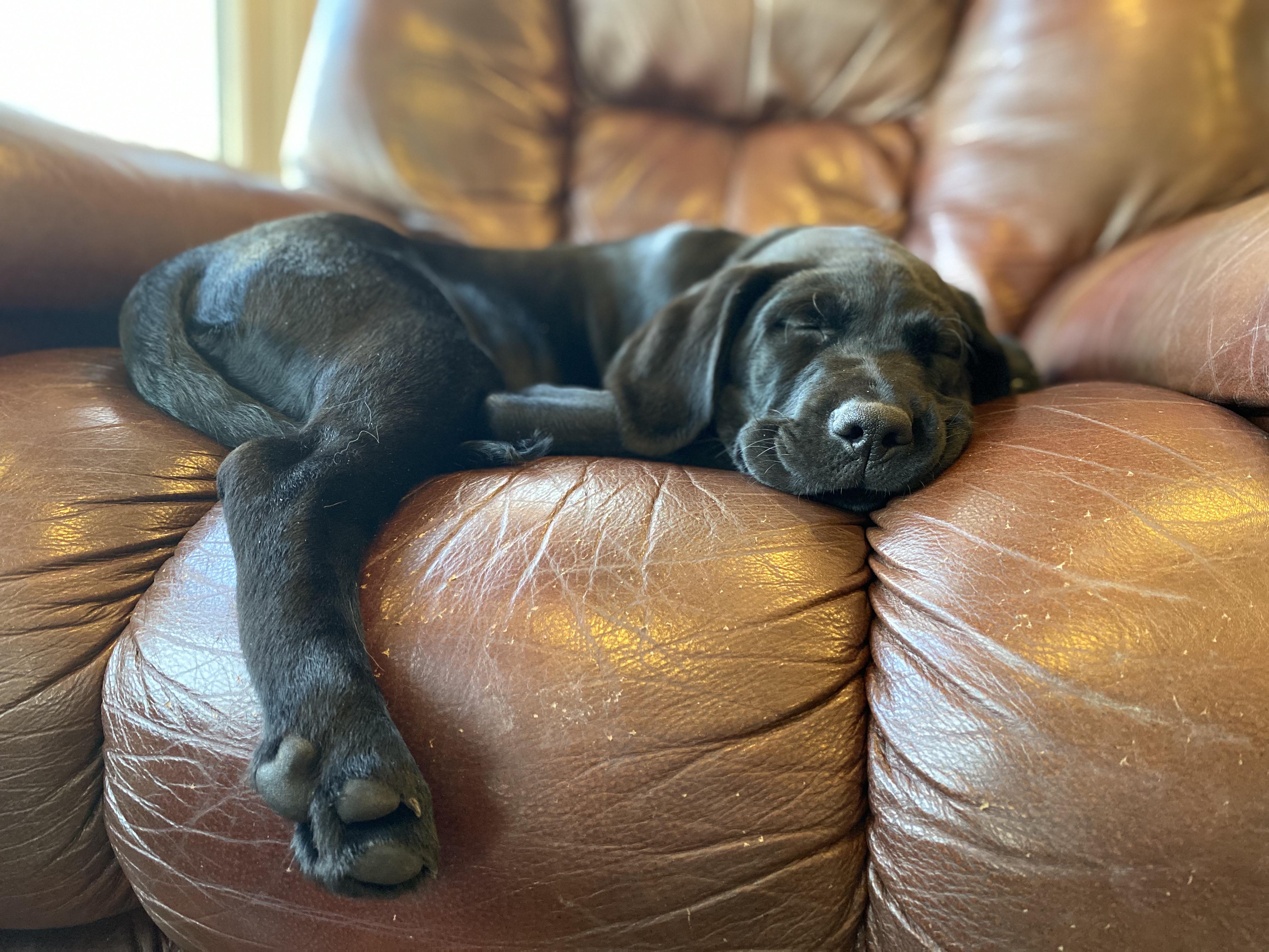 Meet Gunner | Scrolller