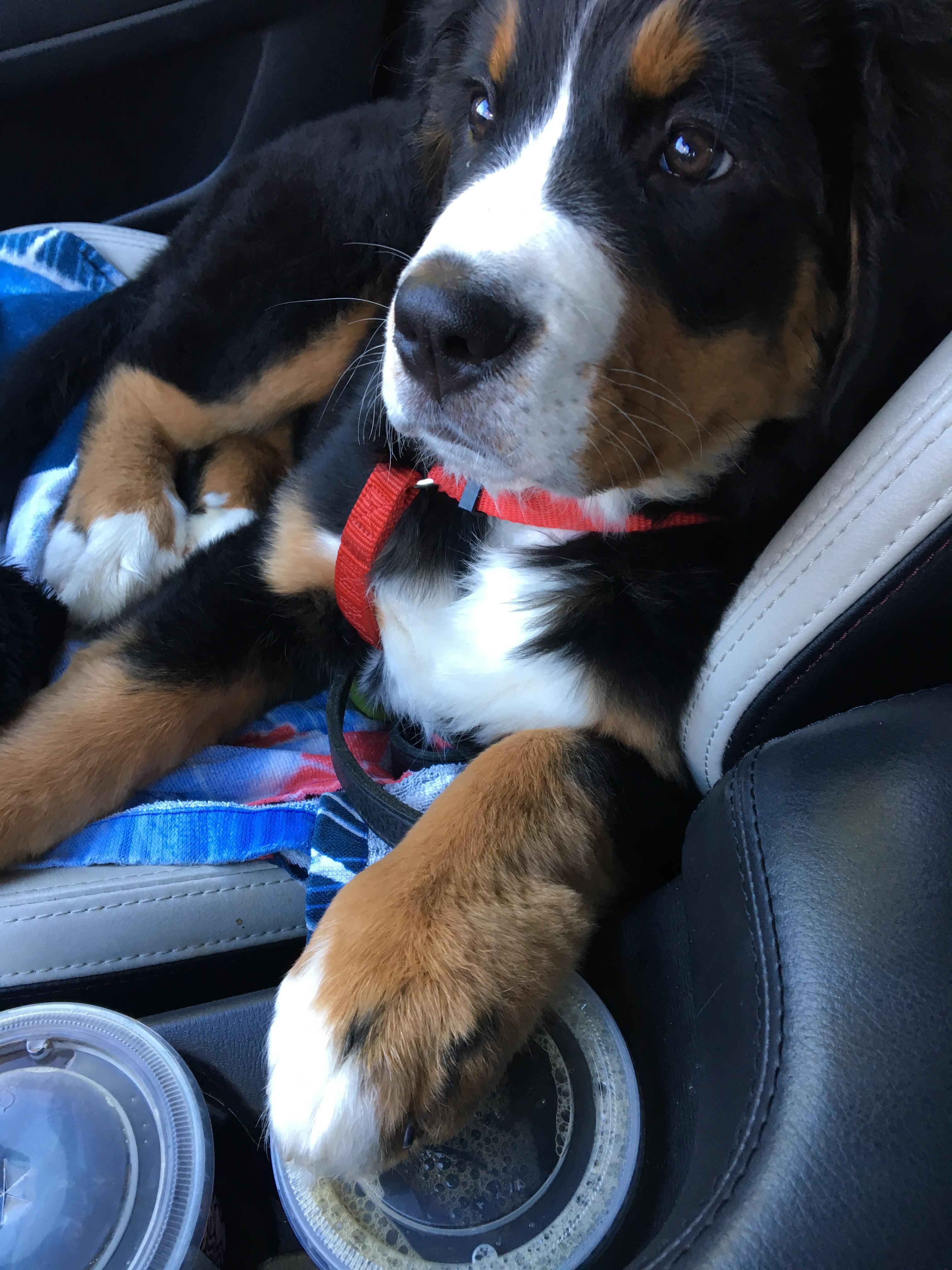 Meet Gus | Scrolller