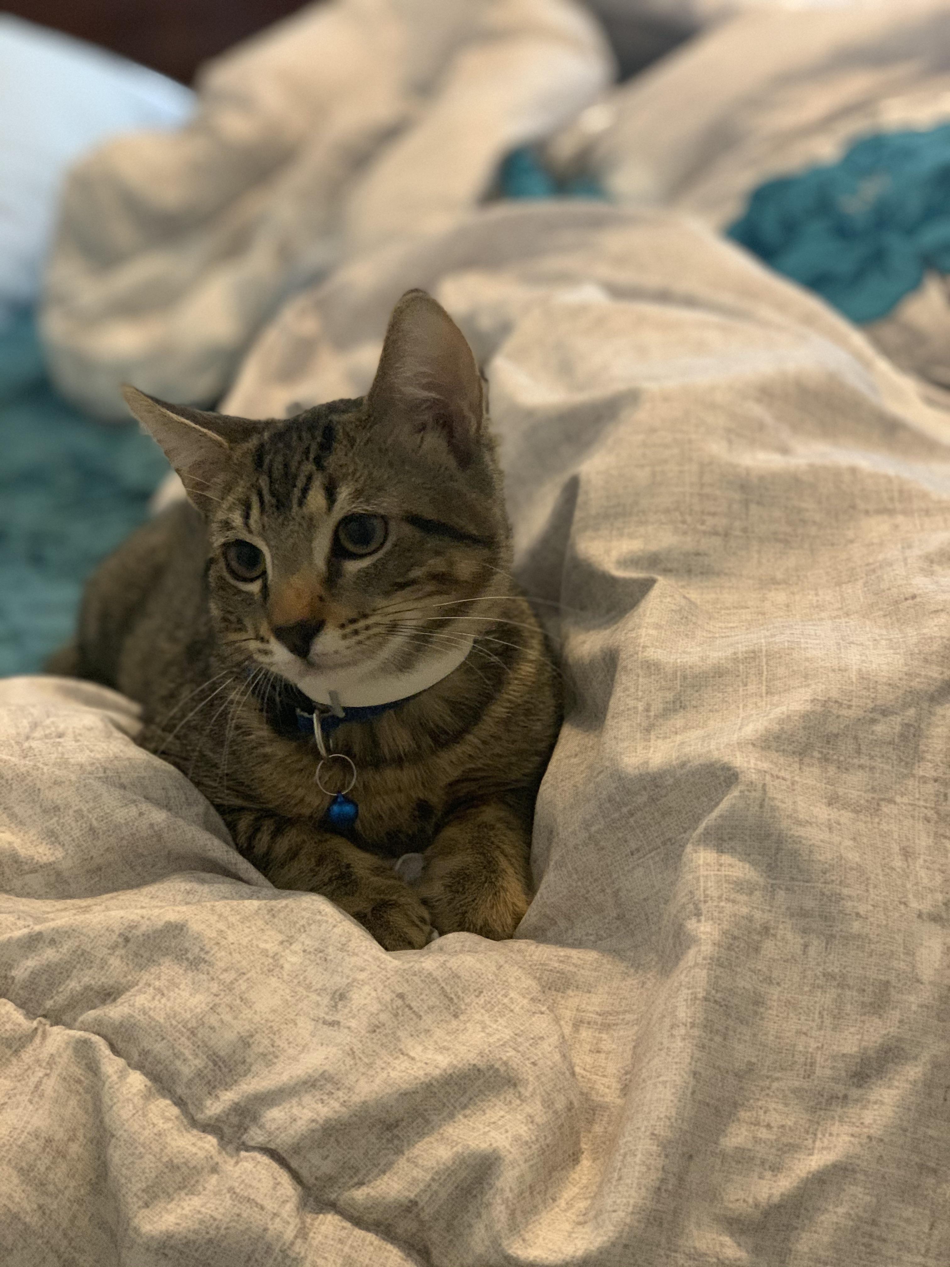 Meet Gus Gus 😍 | Scrolller