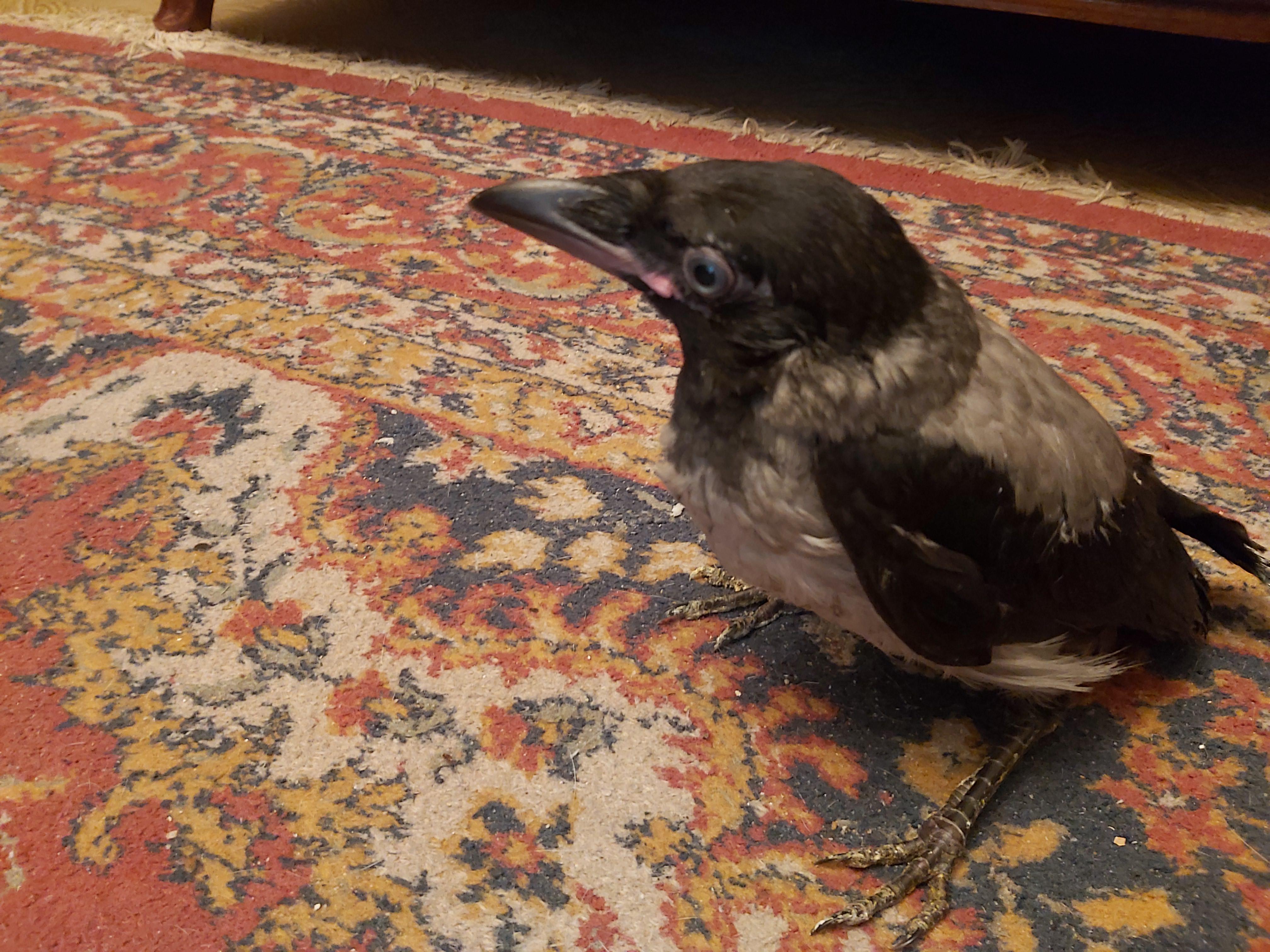 Meet Hades | Scrolller