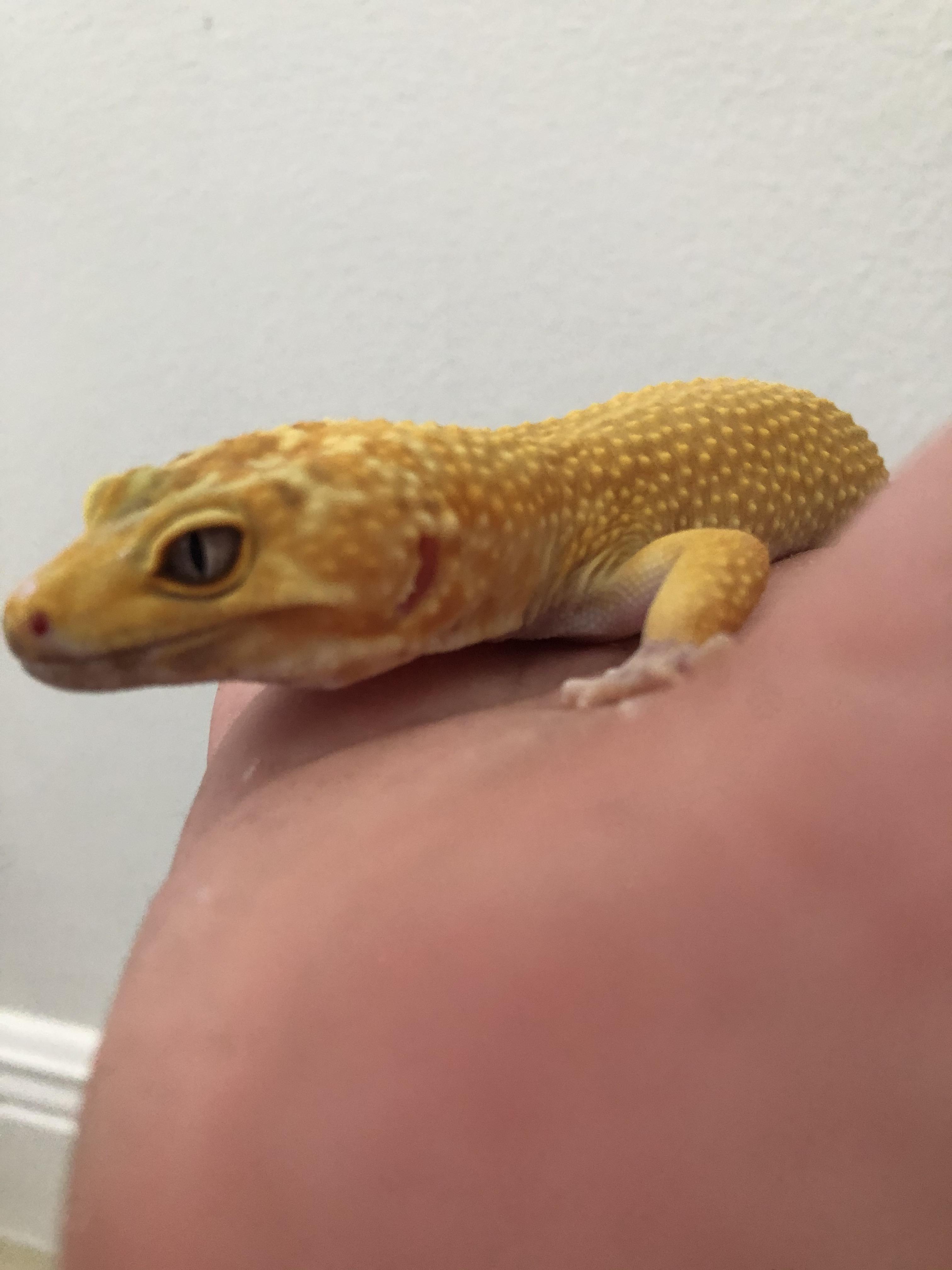Meet Hades my first leopard gecko | Scrolller