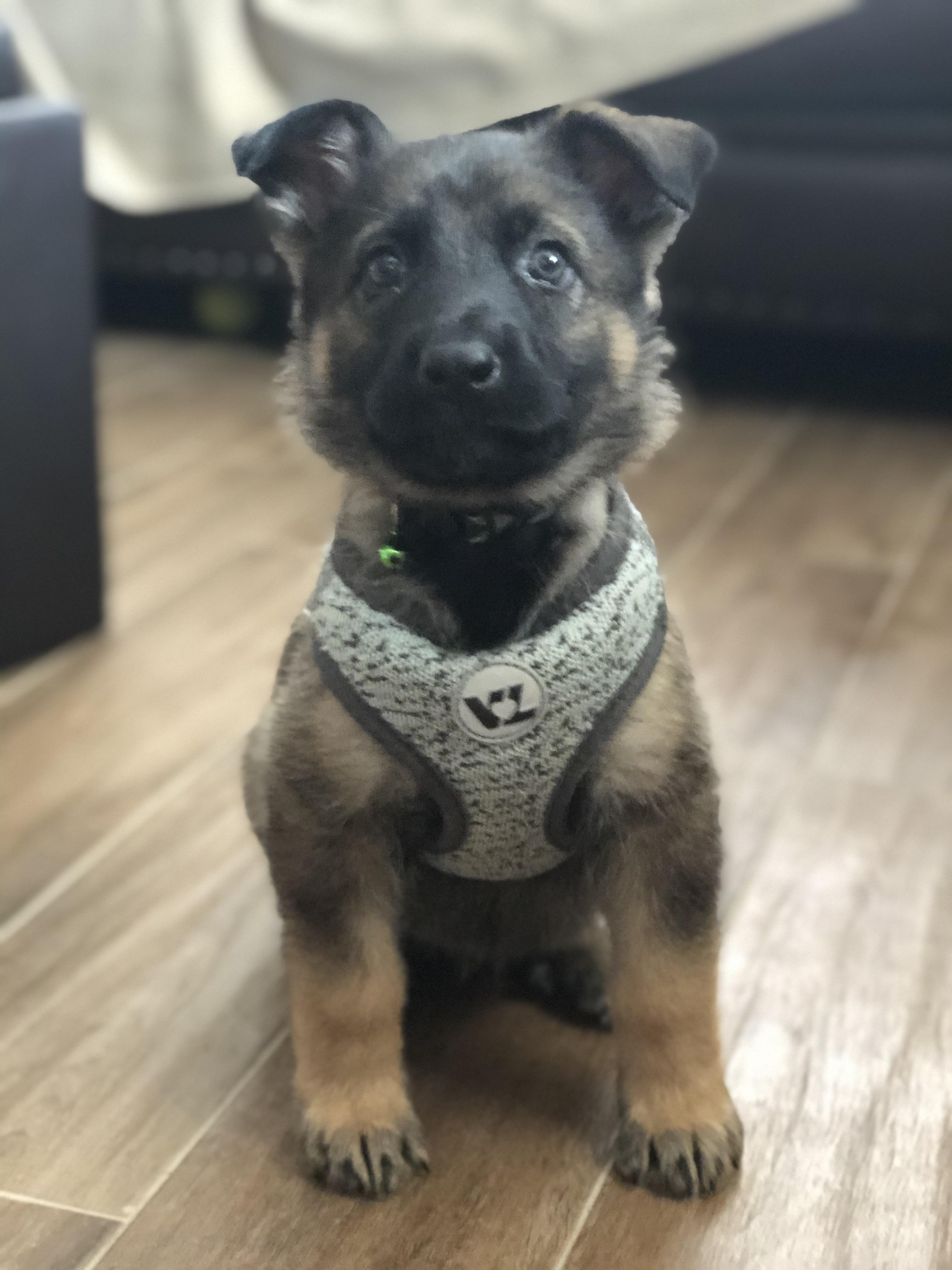 Meet Iris😍 | Scrolller