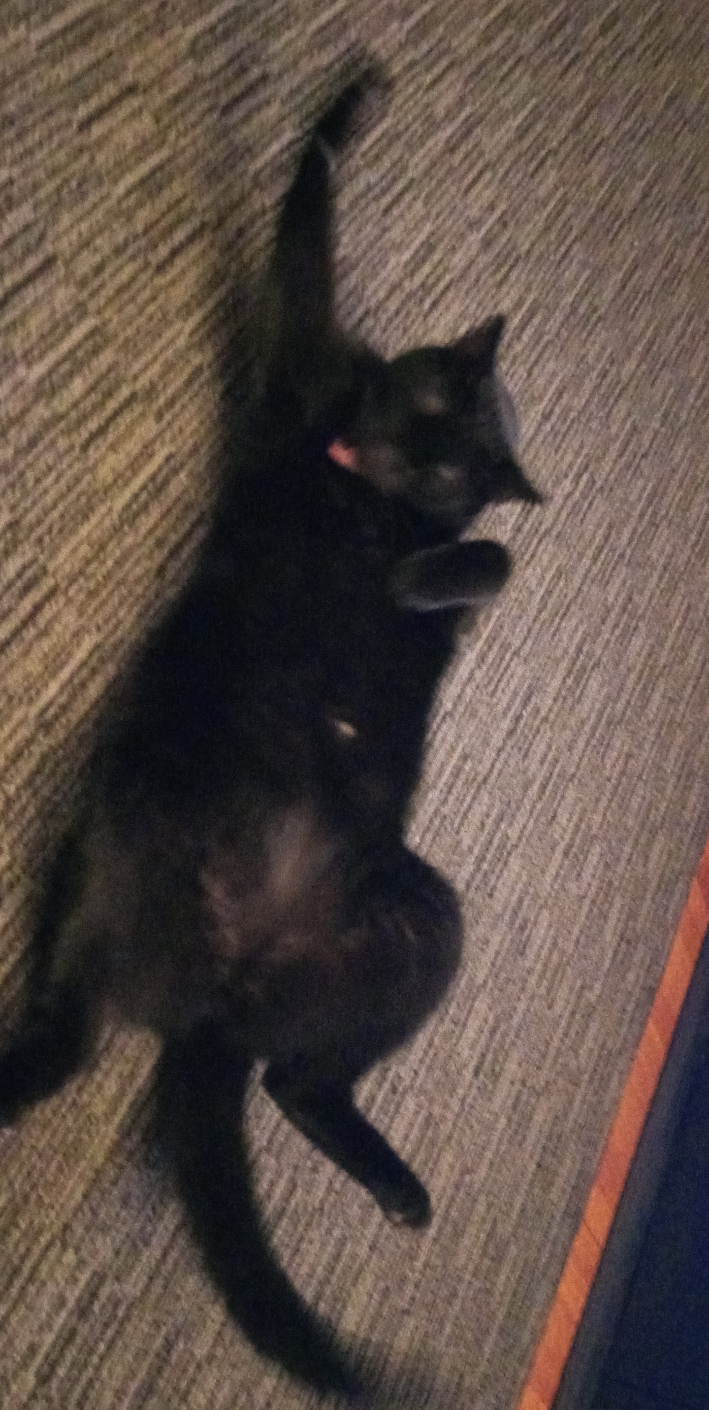 Meet Jet. | Scrolller