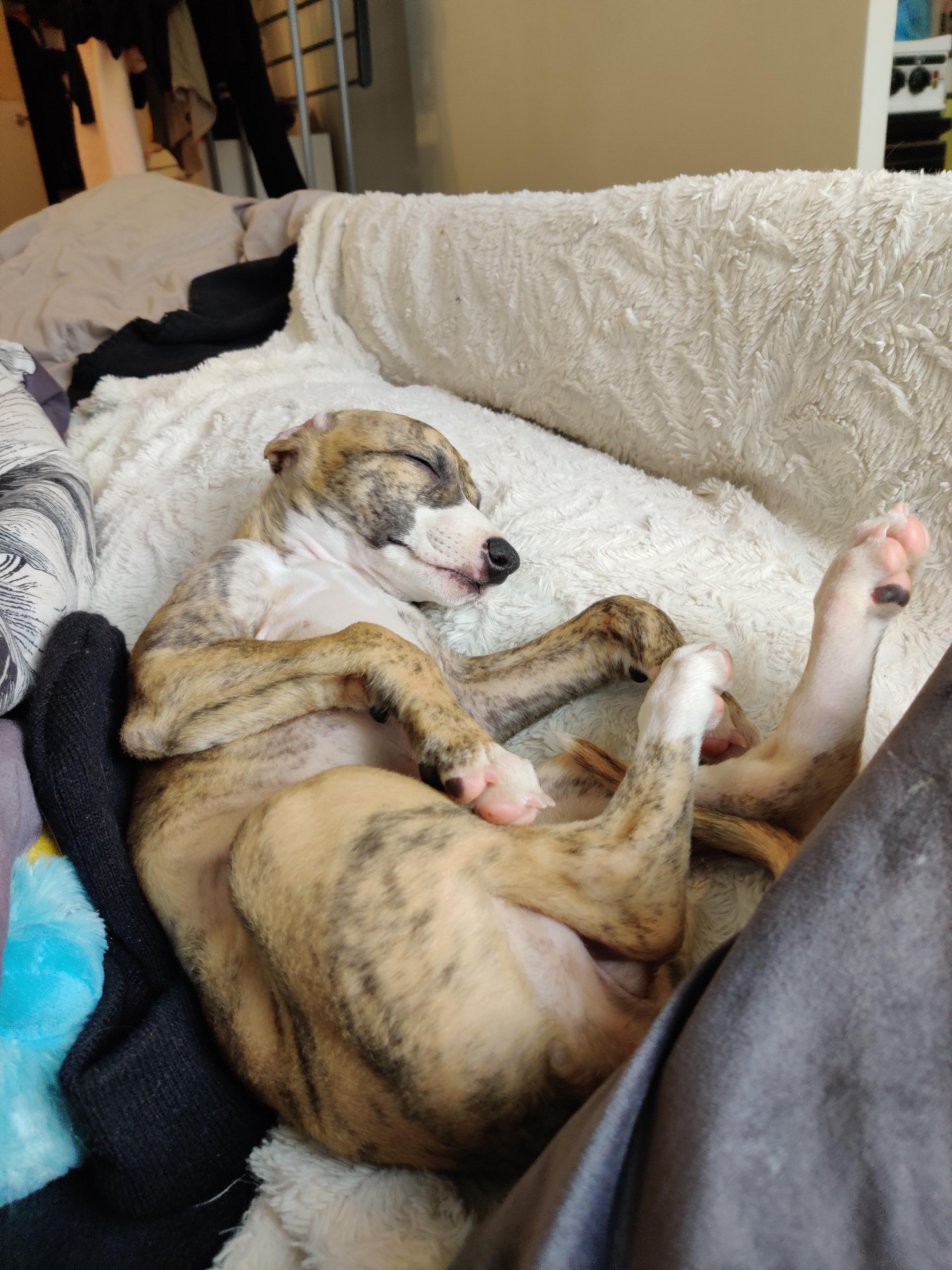 Meet Judy whippet! | Scrolller