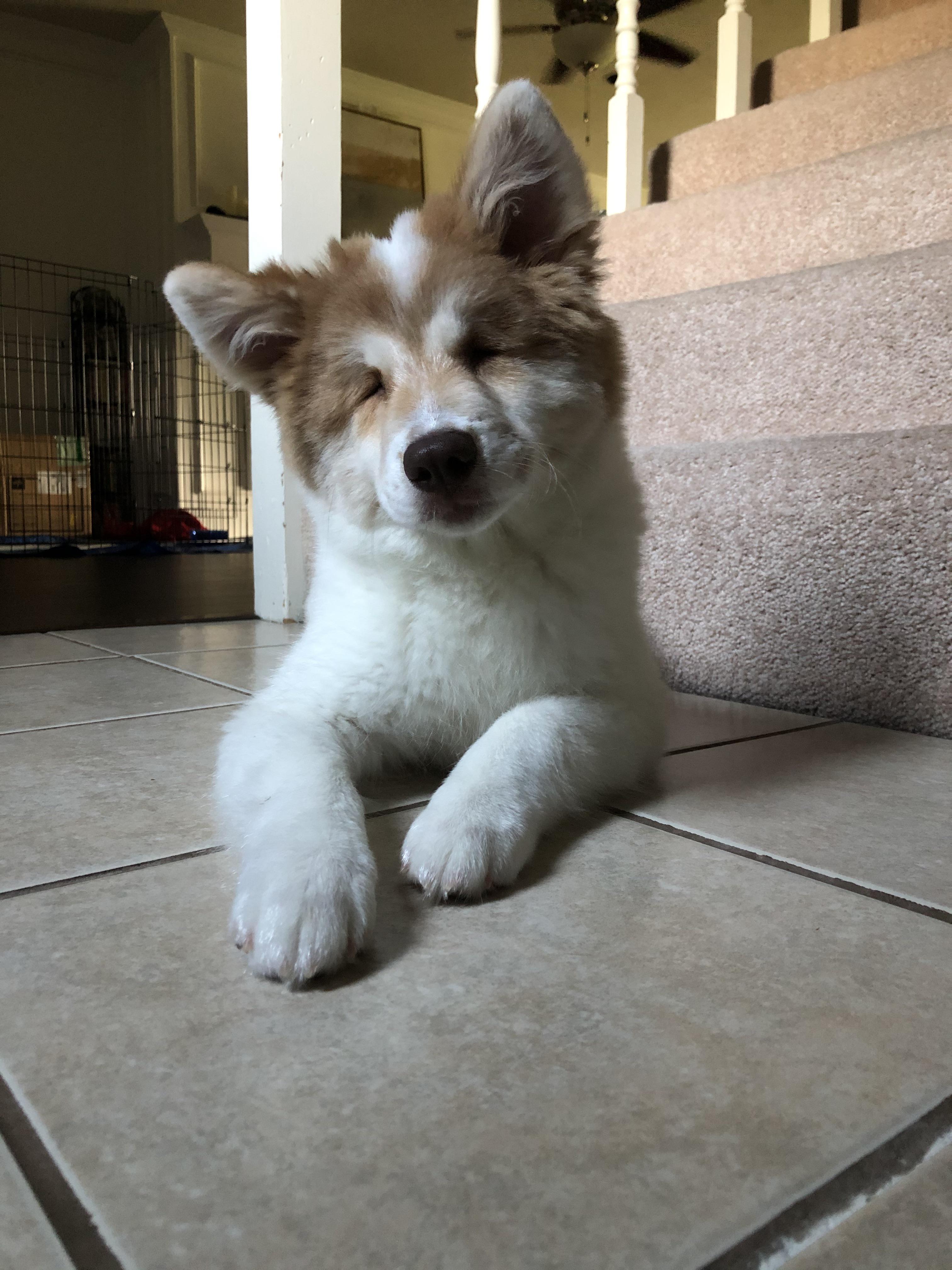 Meet Juniper, our 3-month old blind pup and the happiest girl in the world. | Scrolller