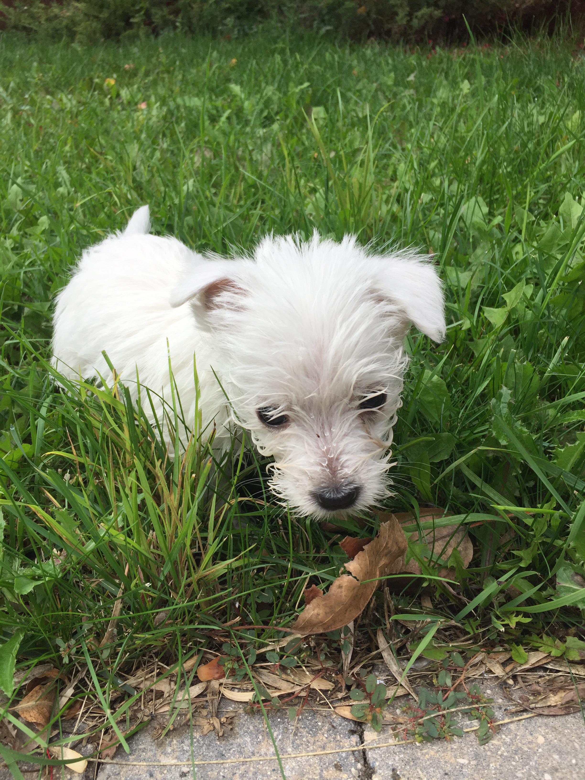 Meet Kevin, the 8 week old westie! | Scrolller