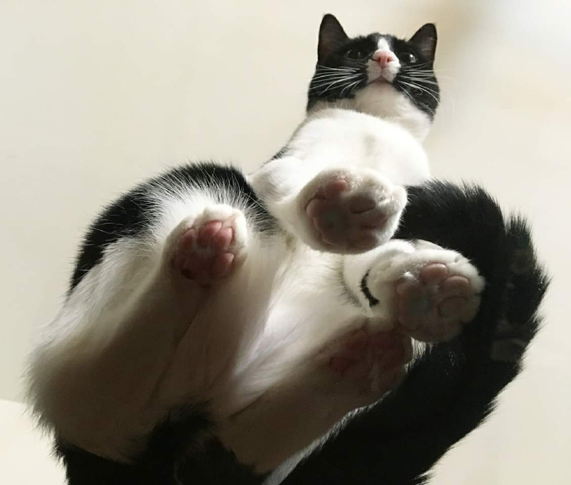 Meet Kiki Scrolller