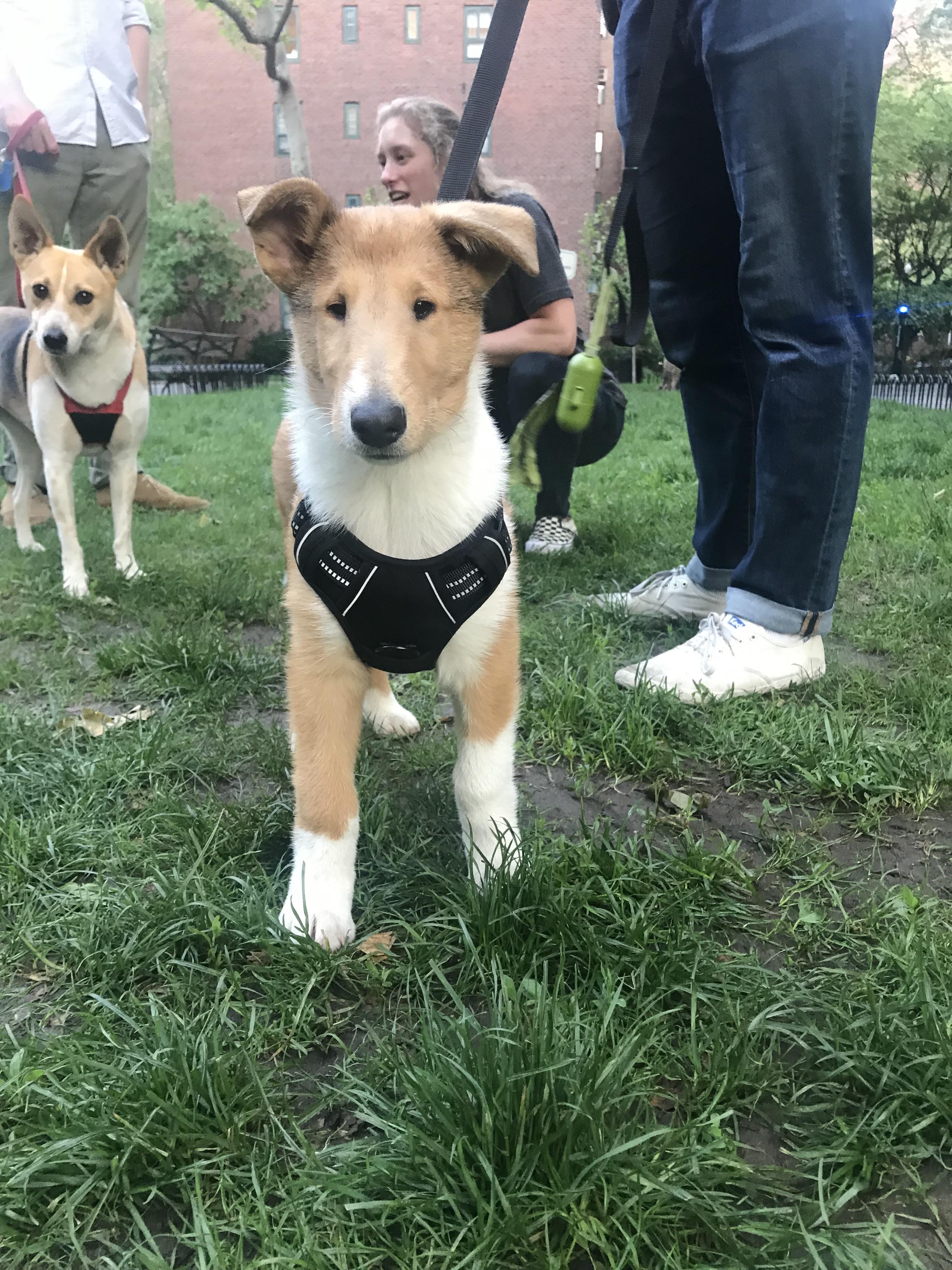 Meet Kosmo: 12-week-old, squinty-eyed, smooth pupper | Scrolller