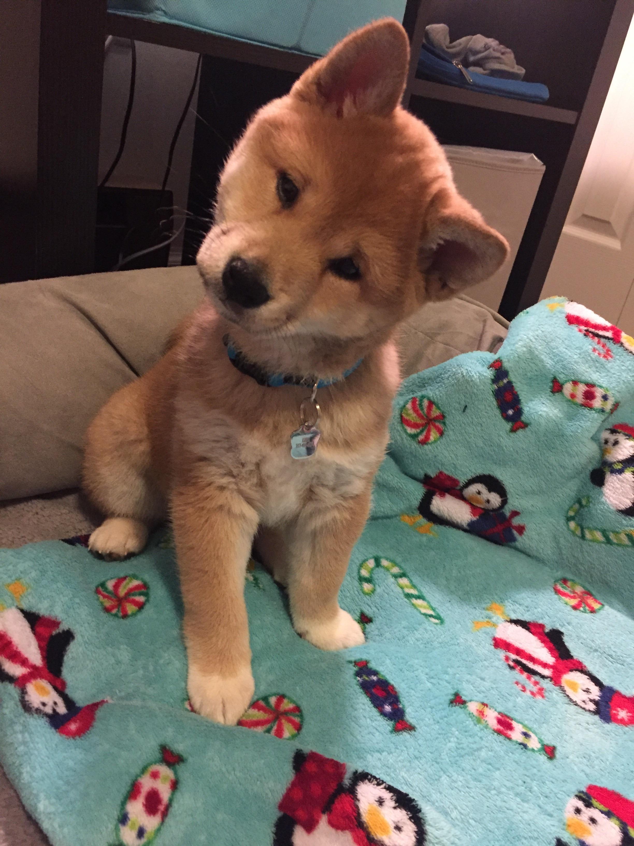 Meet Leia, my first pup (9 weeks) | Scrolller