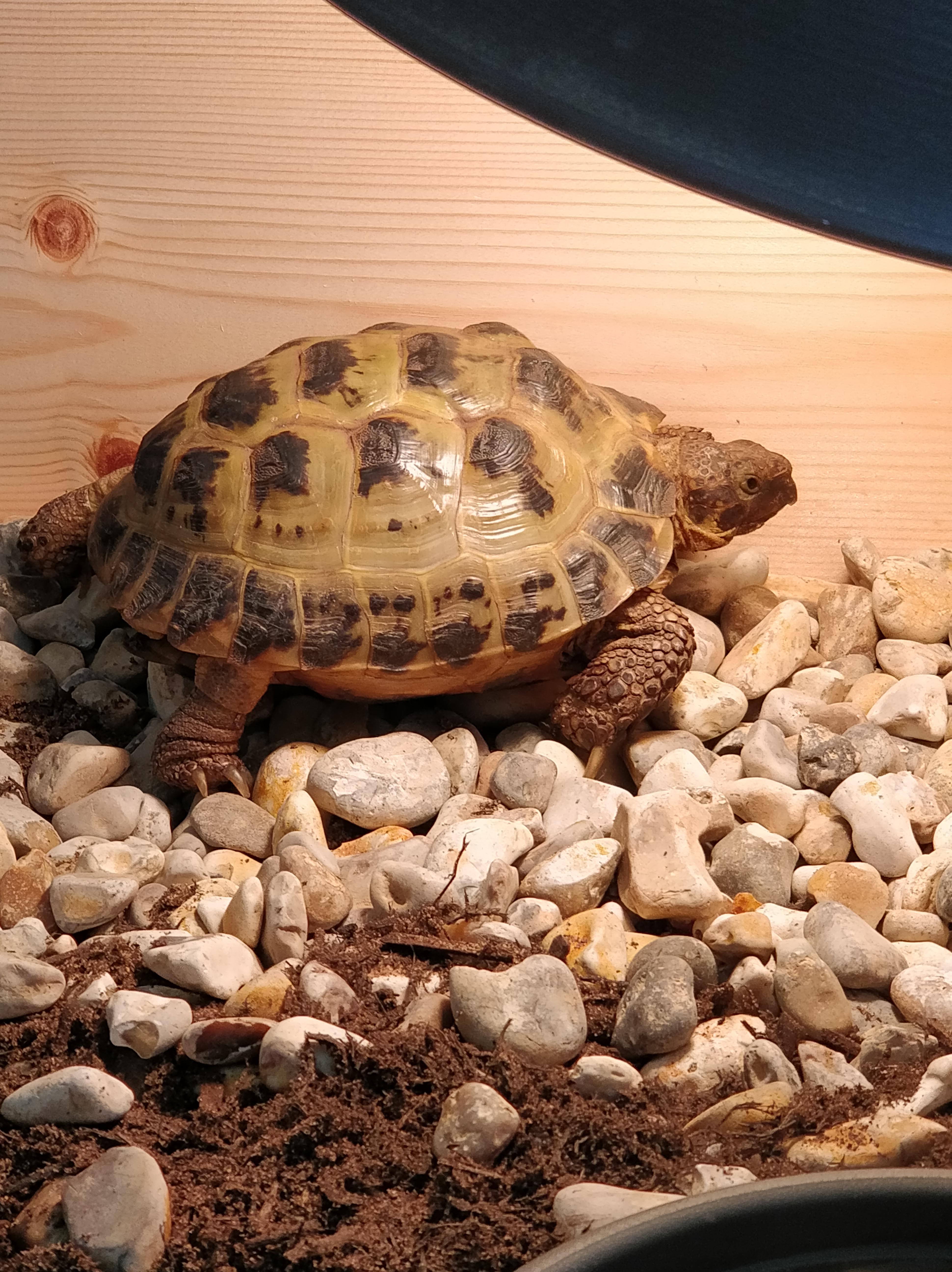 Meet Leo 🐢 | Scrolller