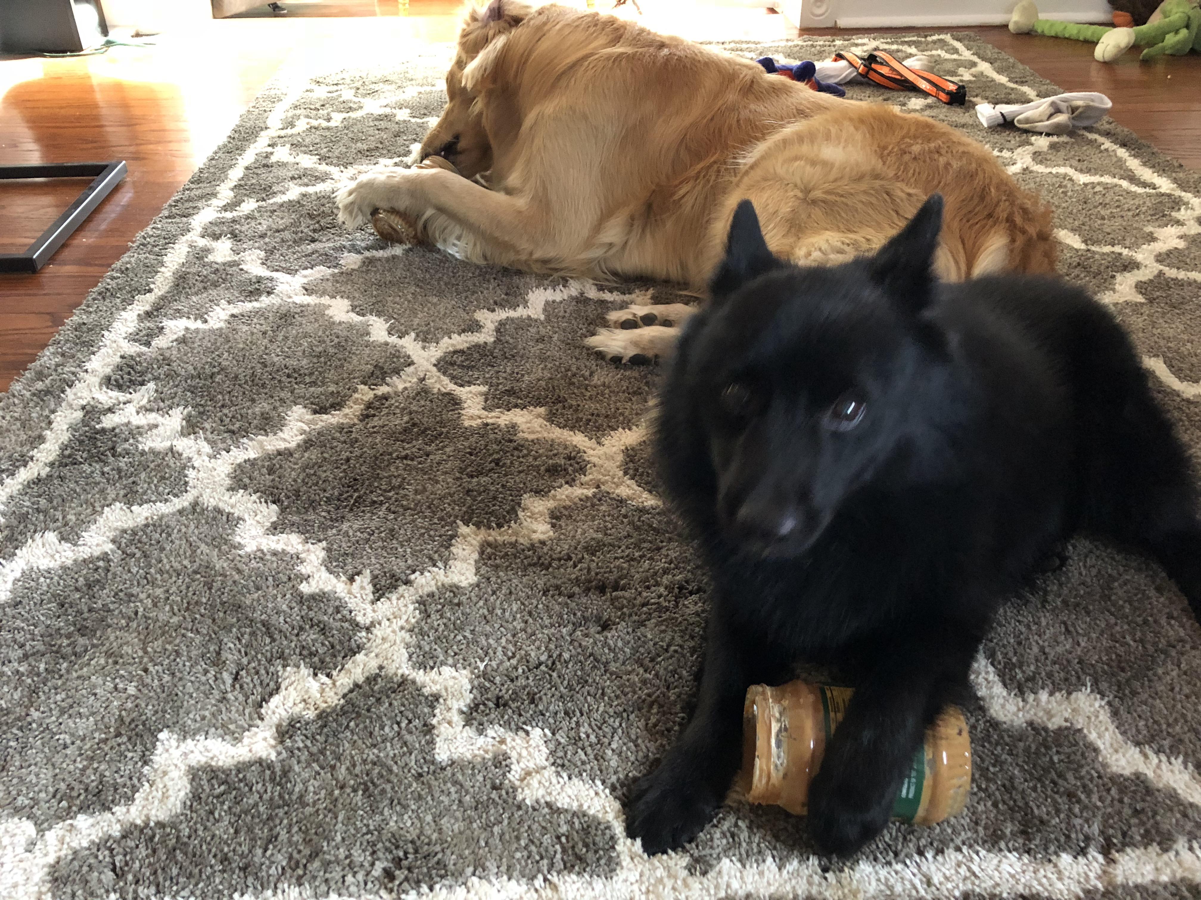 Meet Maize and his best friend Aria... they love peanut butter | Scrolller