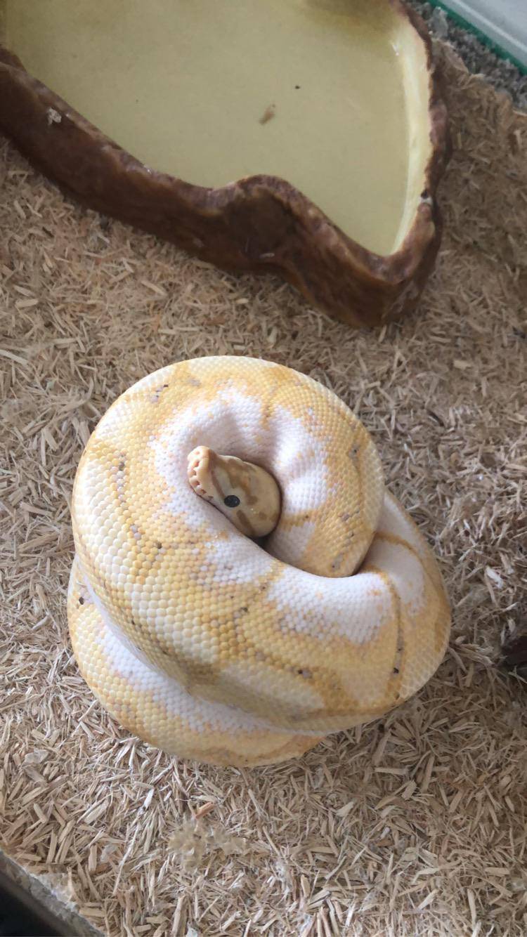 Meet Mango! | Scrolller